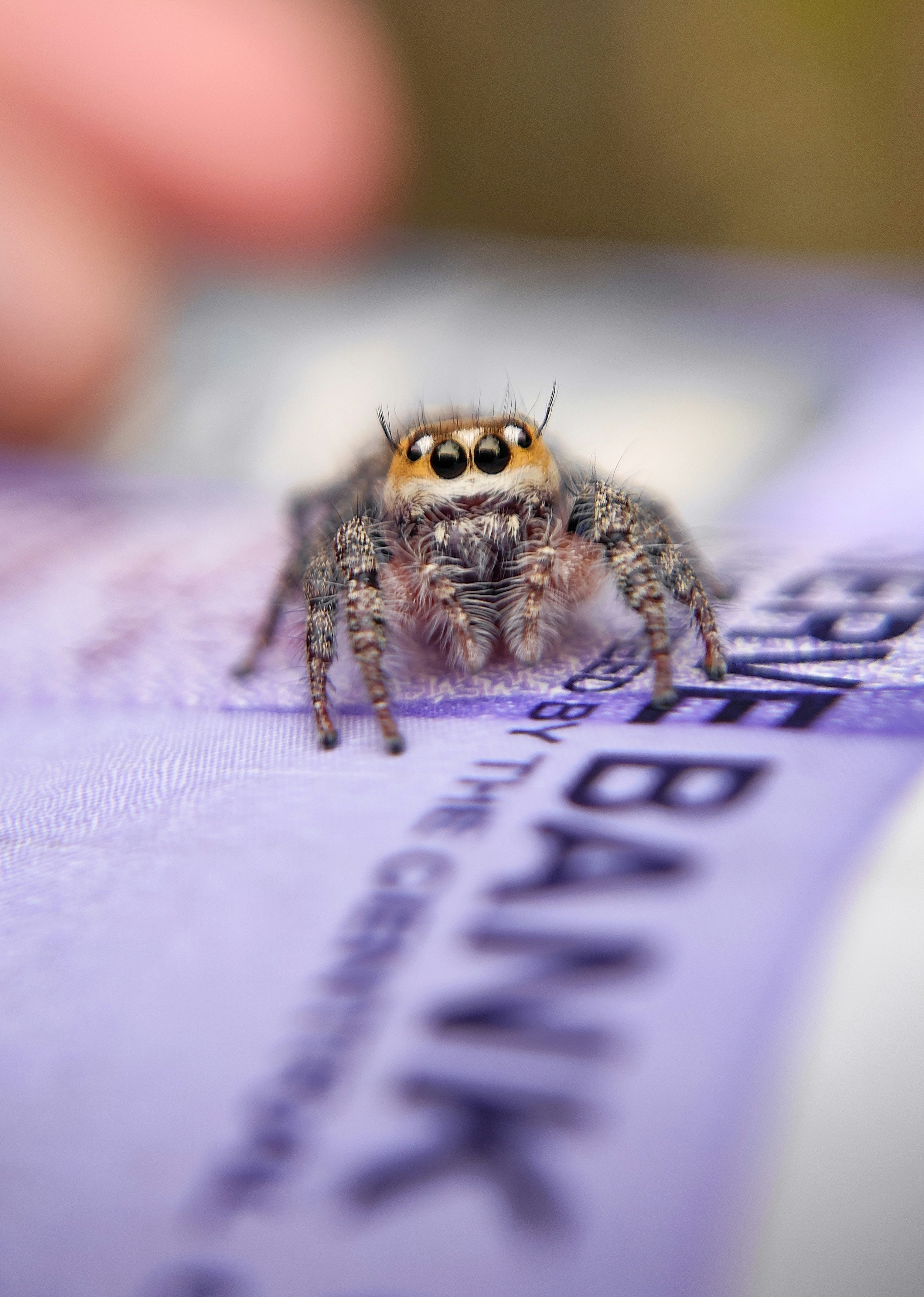Microcosm on Violet: A Jumping Spider Under the Macro Microscope