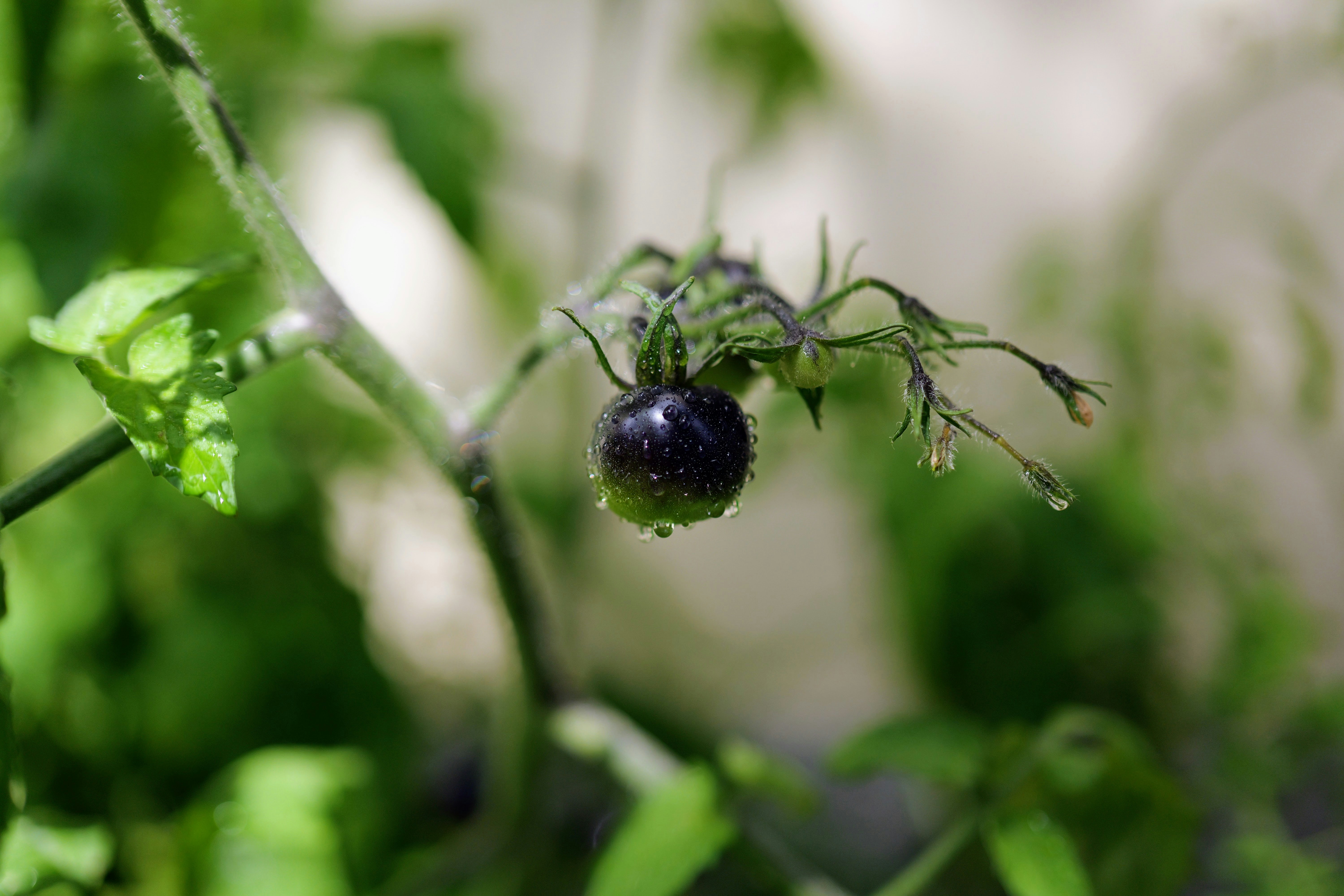 Dew-Kissed Black Berry on a Quiet Green Vine