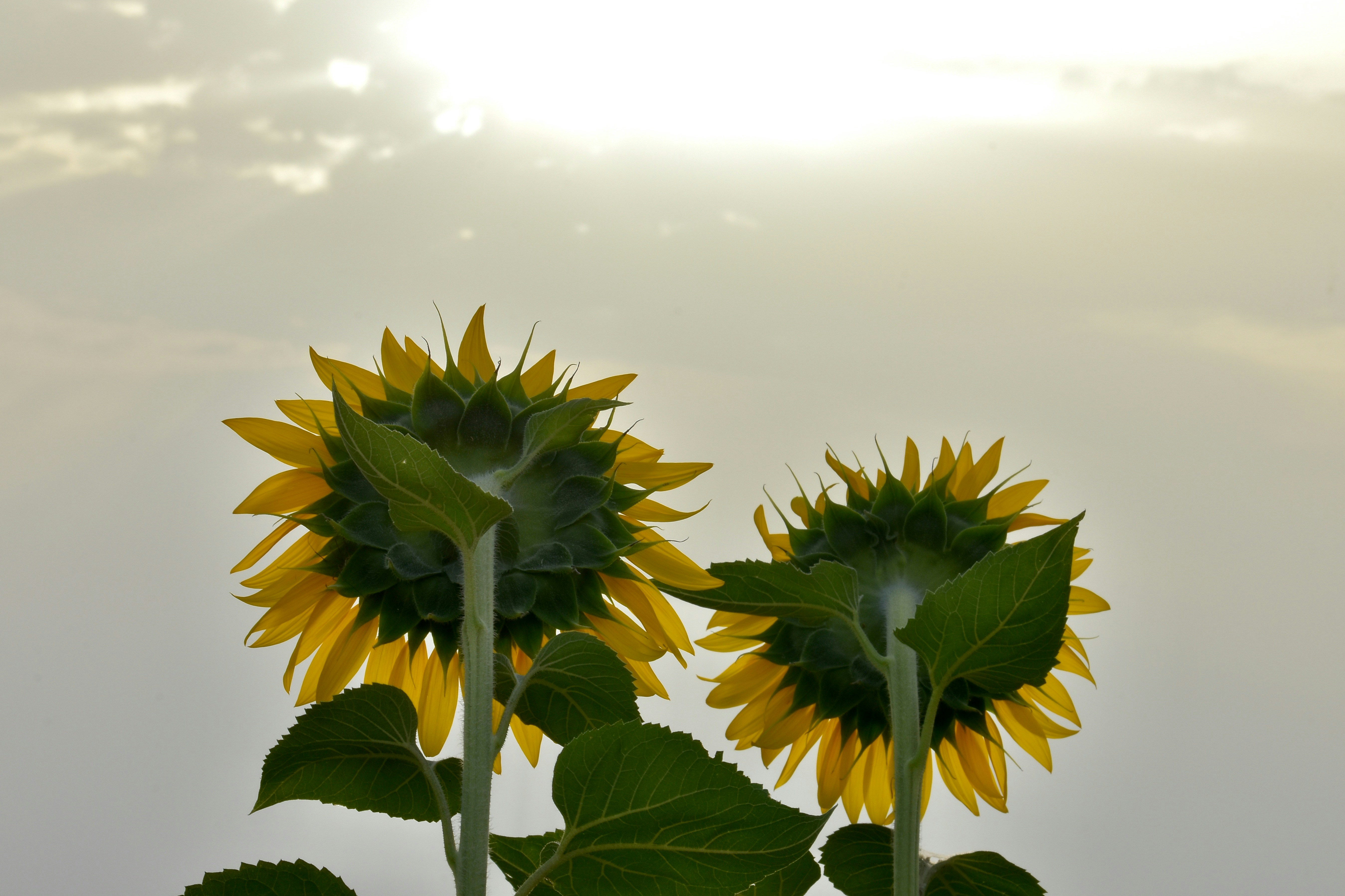 Two Sunflowers Reaching Toward a Pale Sky
