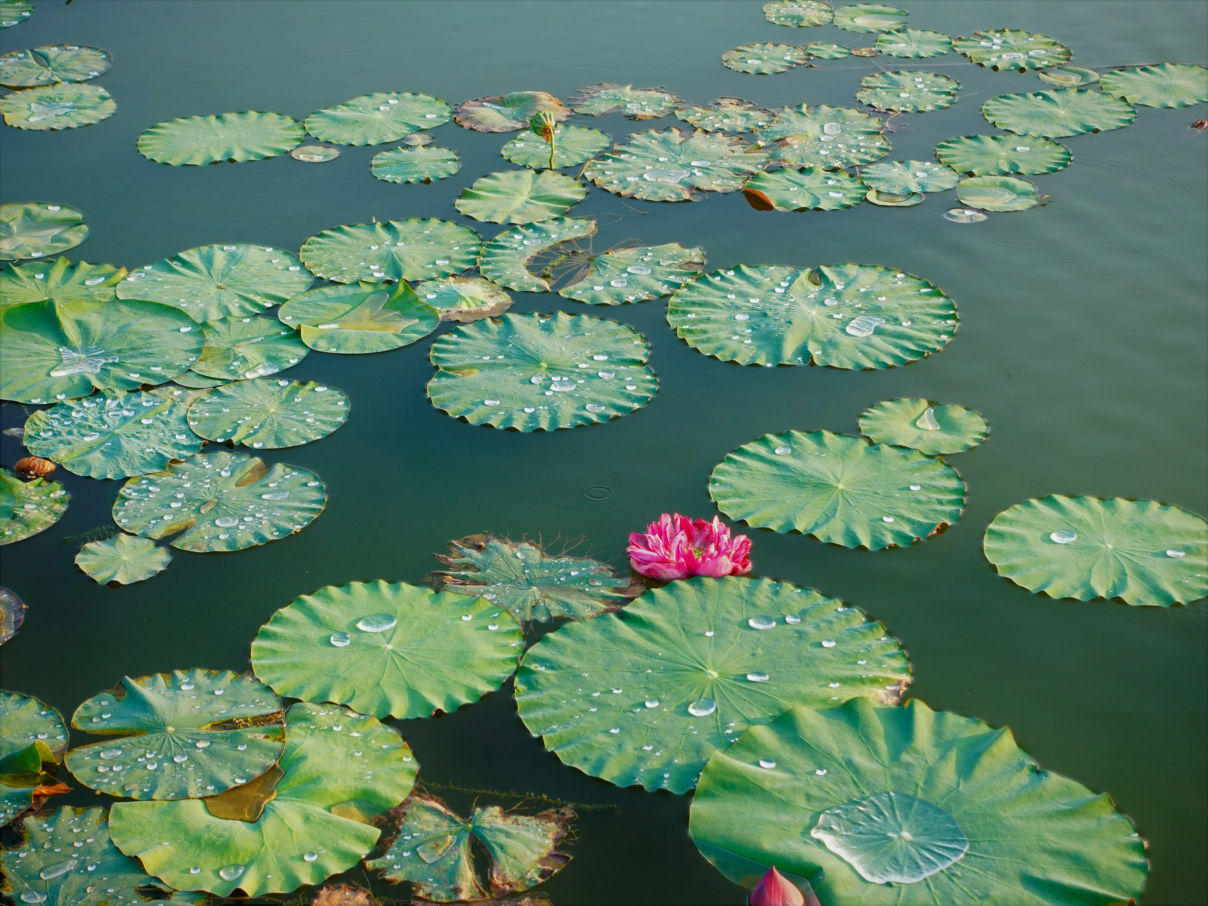 Pink lotus amid green lily pads on a calm pond, droplets catch the light on the leaves.