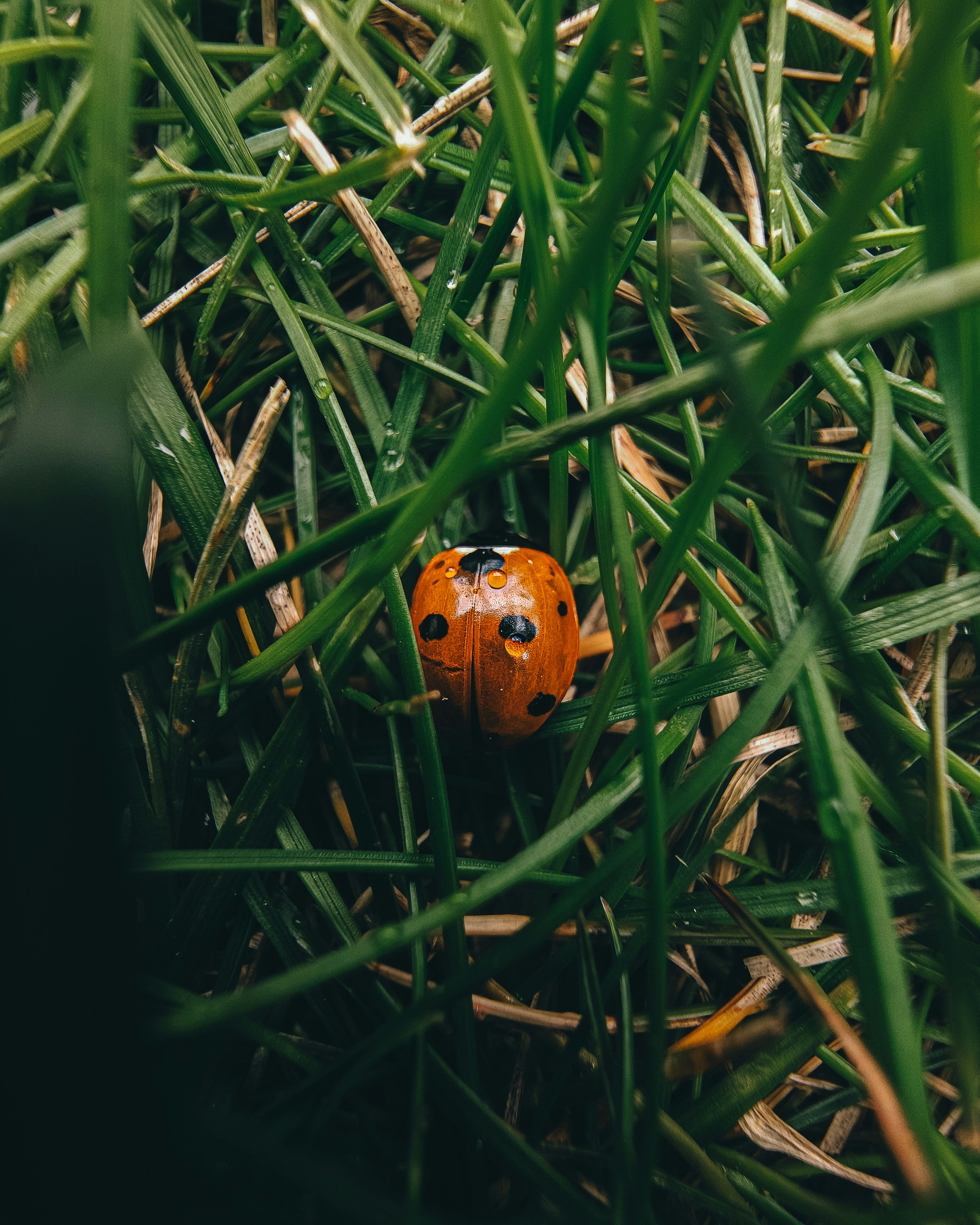 Hidden Spotlight: A Lone Ladybug Among Grassy Lines