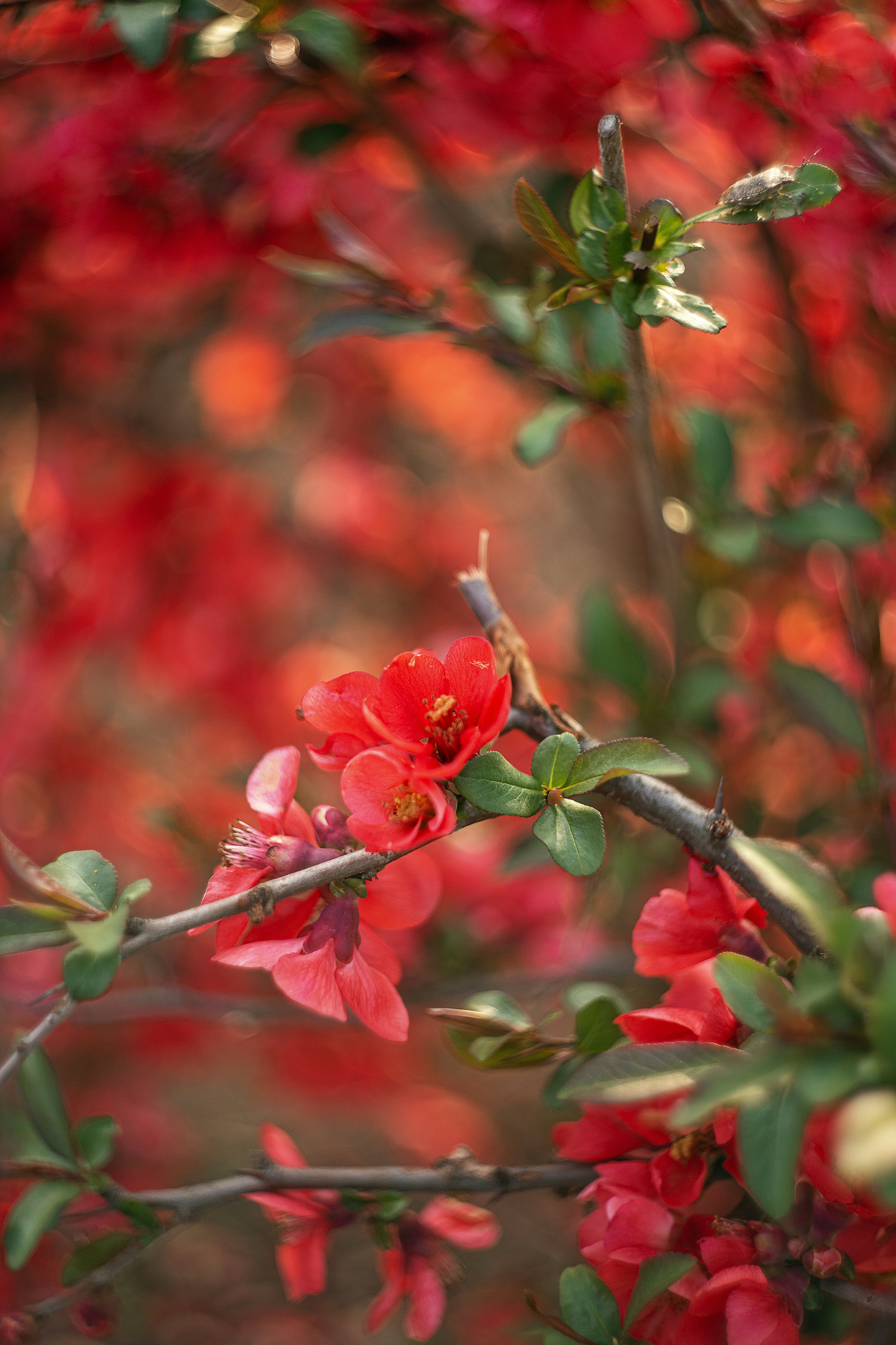 Crimson Blossoms Amidst a Verdant Tapestry