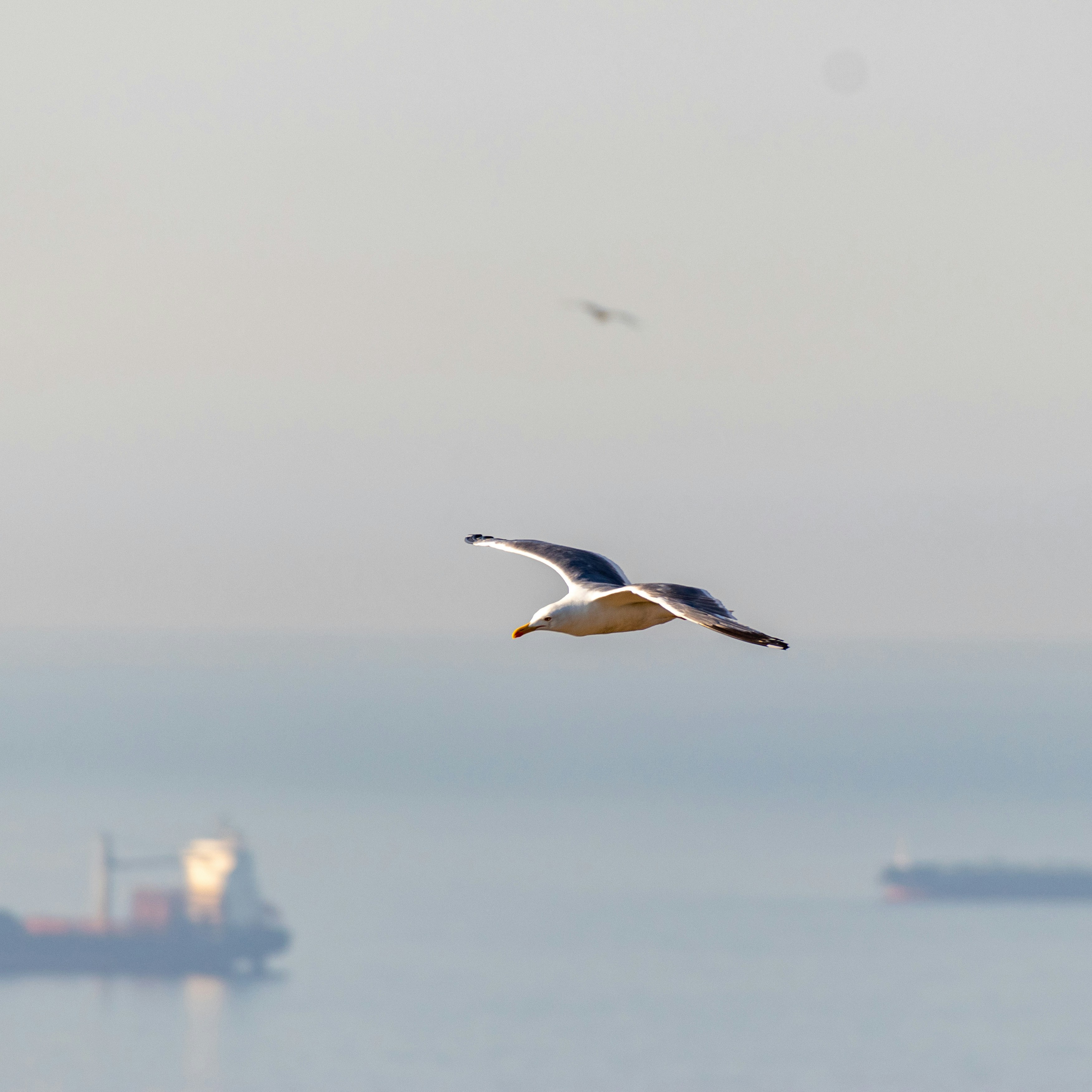 Seabird in Soft Focus over a Quiet Horizon