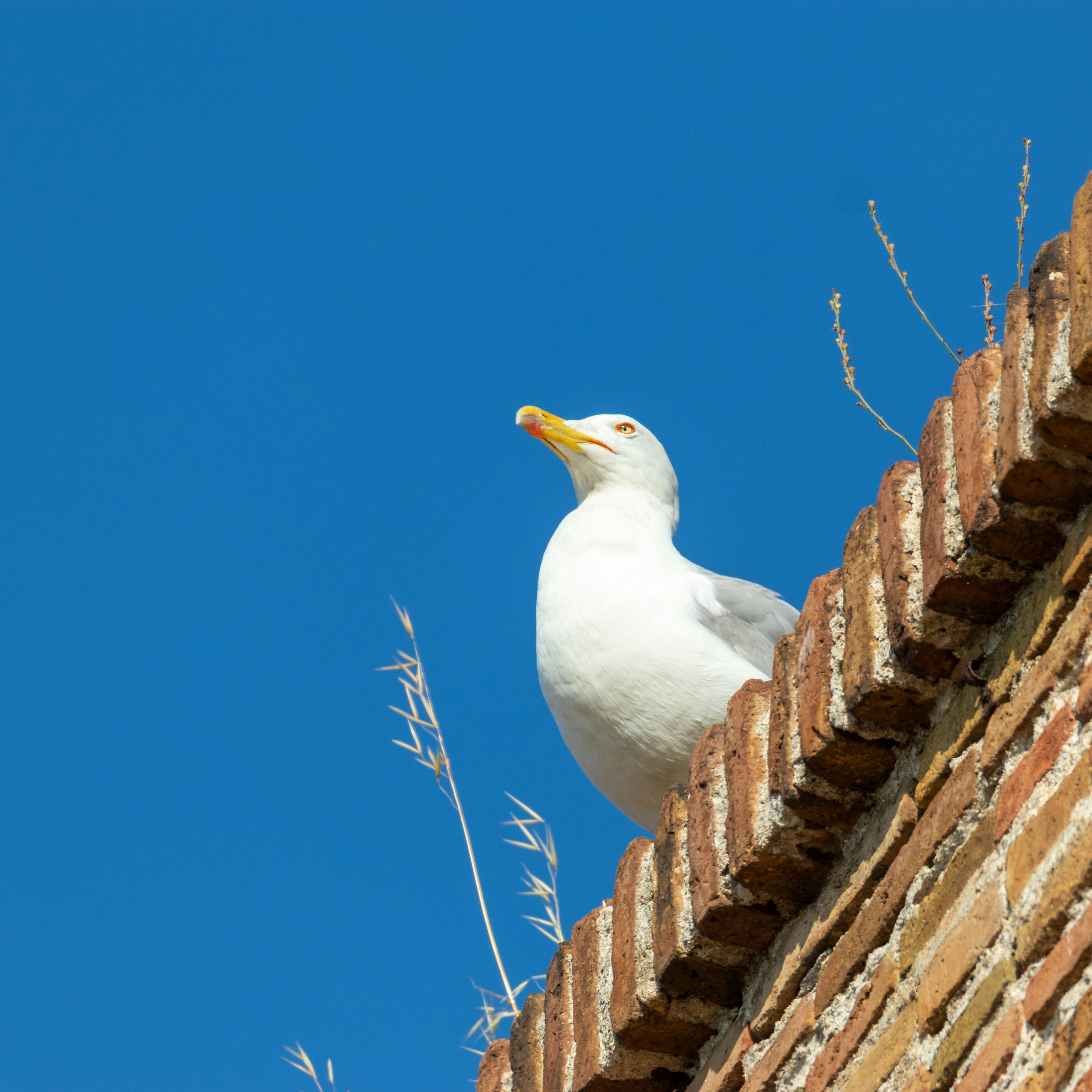 Brick-Ridge Sentinel: Seagull on a sunlit roof beneath a cobalt sky