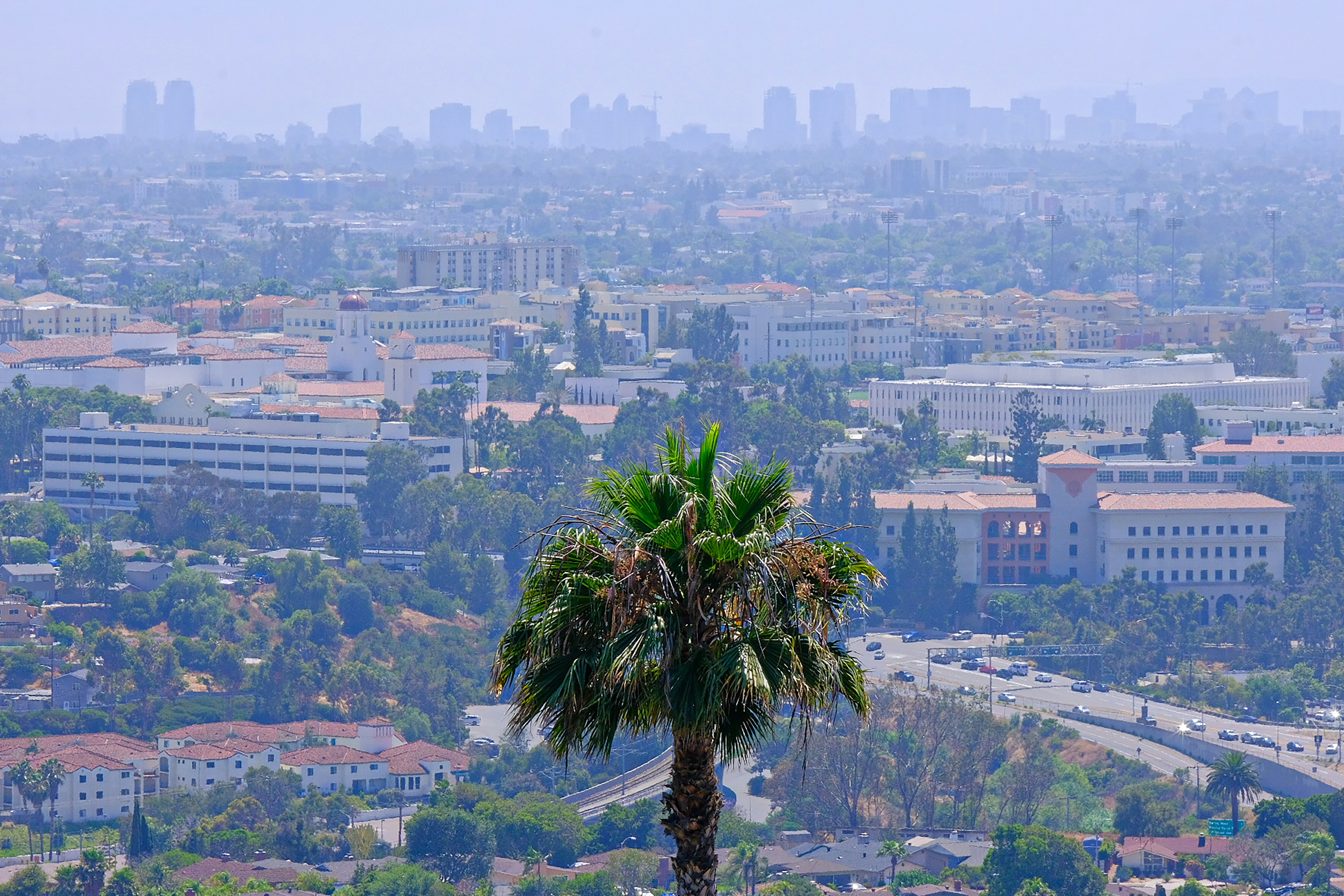 A view of a city with a palm tree in the foreground photo – Free Ca ...