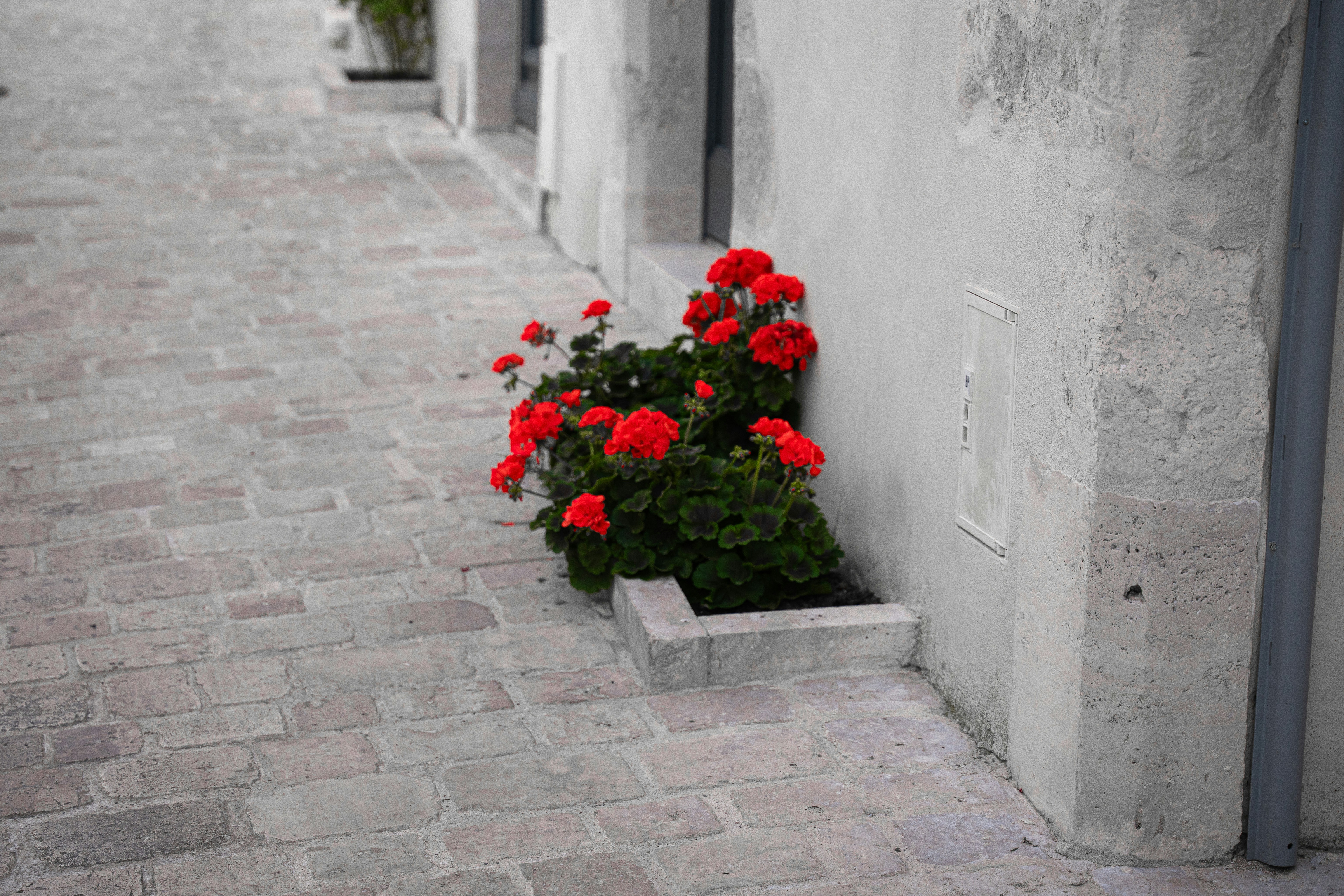 Crimson Geraniums Nestle Against a Weathered Wall on a Cobblestone Street