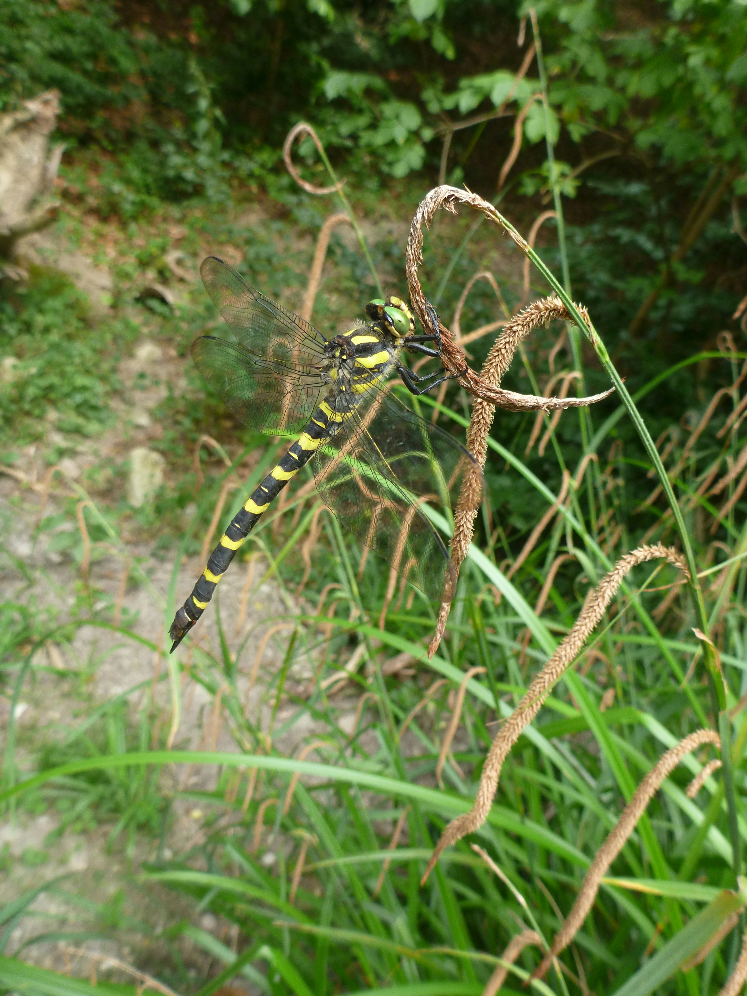 Yellow-and-black dragonfly perched on a curved dried stem amid tall grasses in a natural meadow.