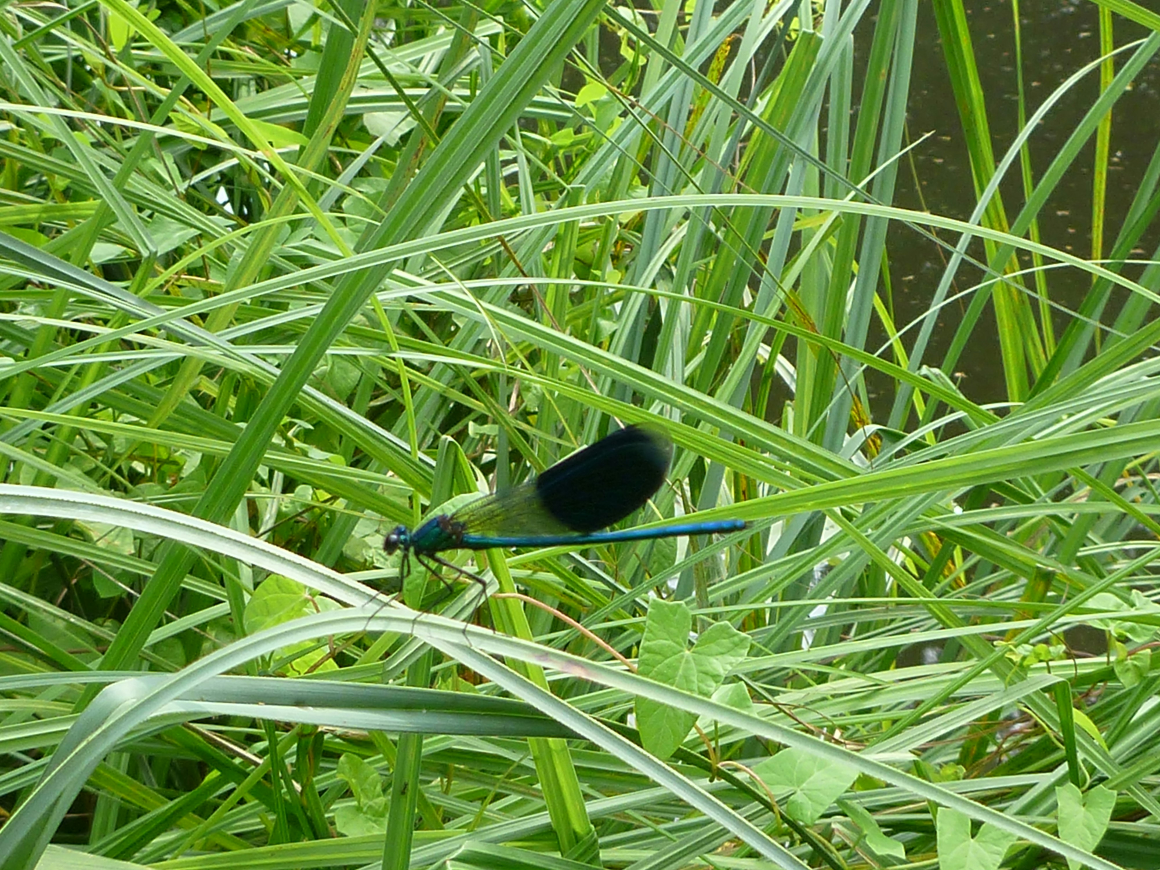 A blue dragonfly perched on slender grass blades in a lush marsh.