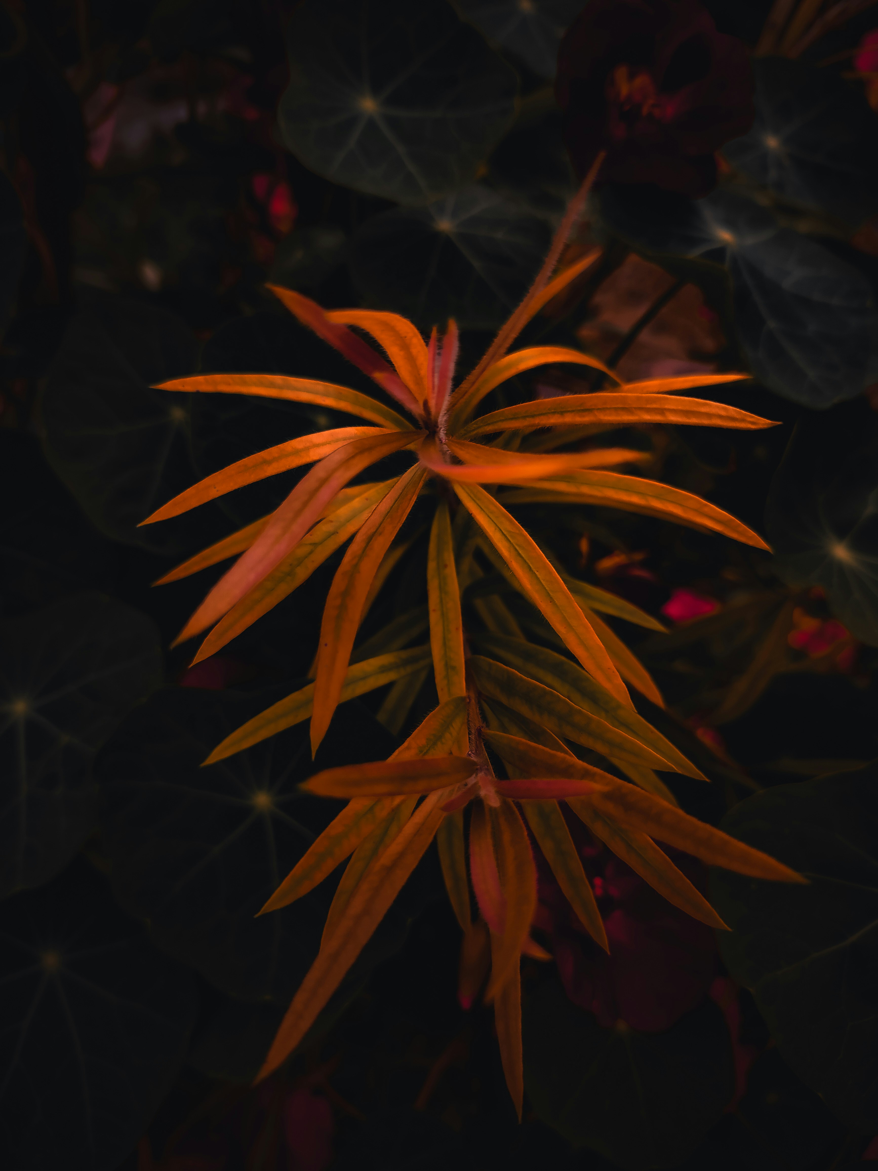 Aurora Torch: A Sunset-Hued Leaf Cluster Emerges from Dark Foliage