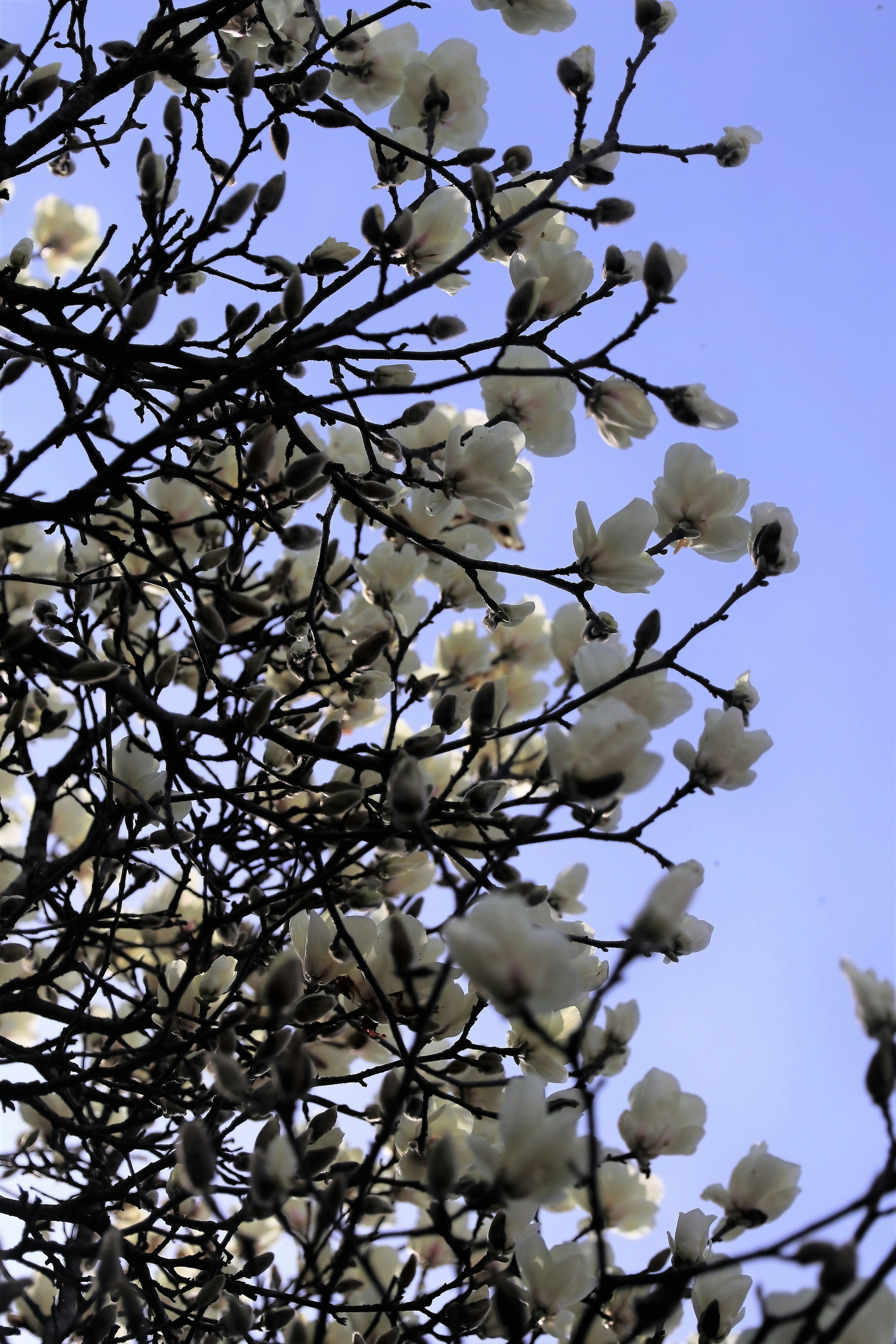 Vertical Burst of Magnolia Blossoms Against a Clear Spring Sky
