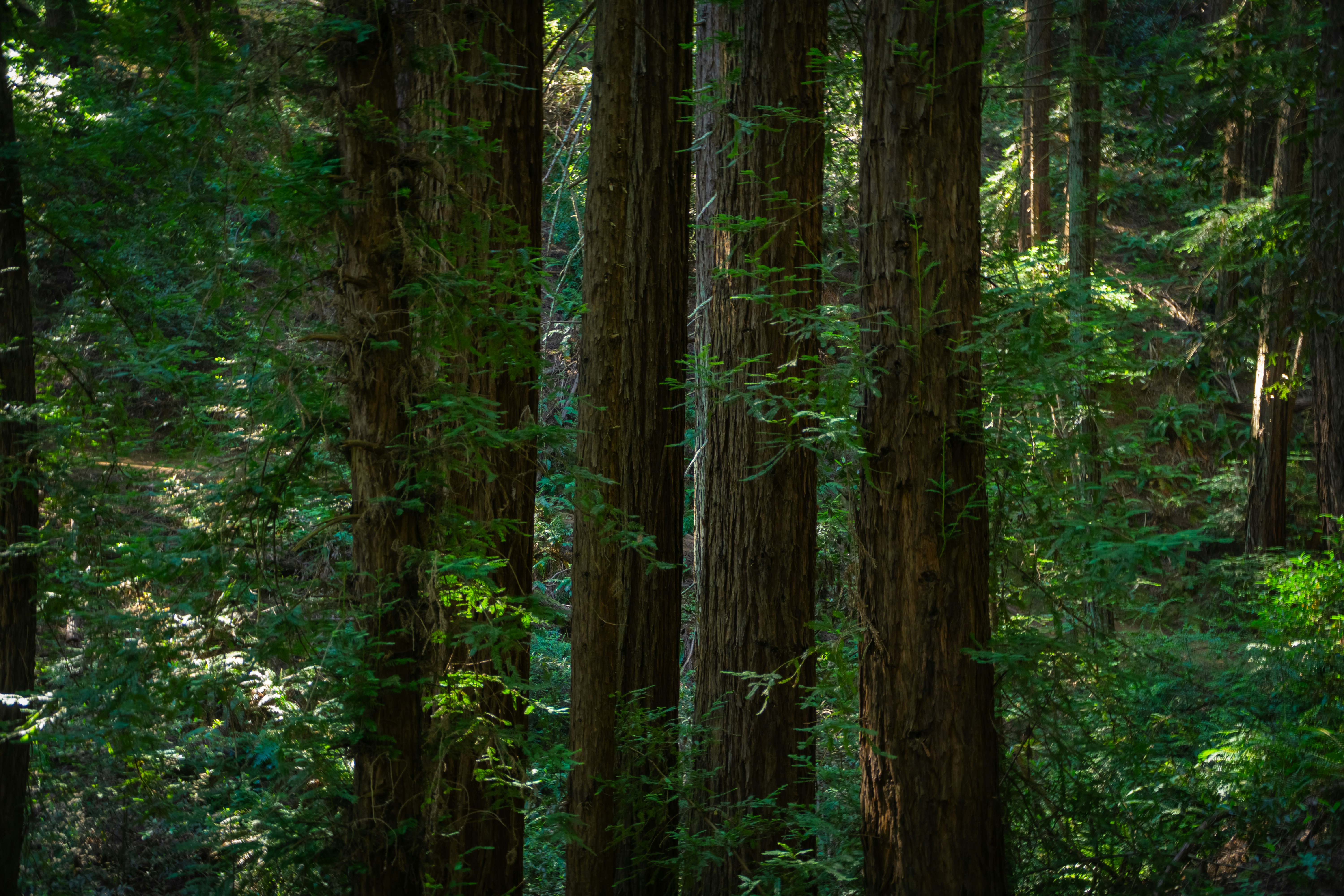 A forest filled with lots of tall trees photo – Free Oakland Image on ...