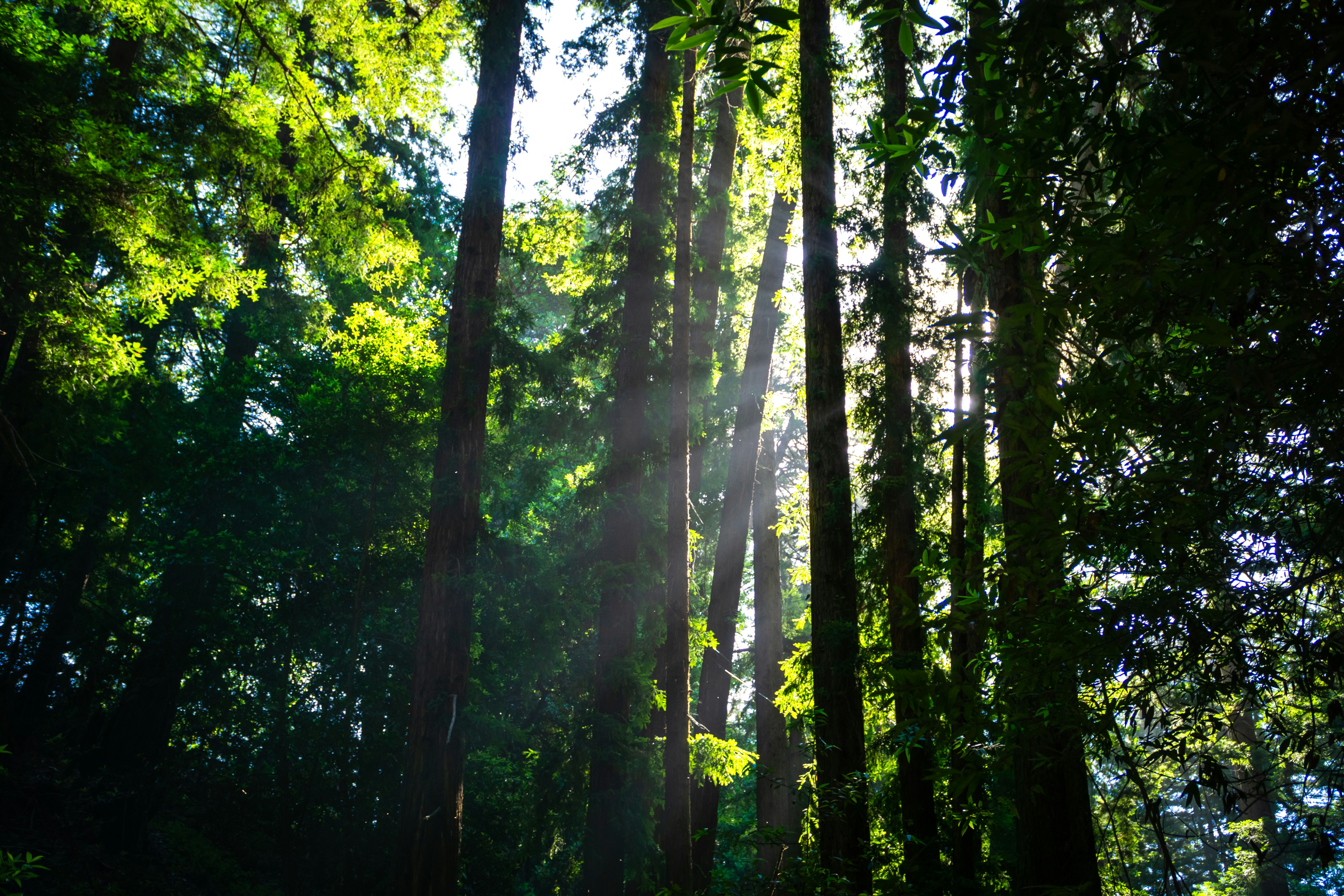 The sun shines through the trees in the forest photo – Free Reinhardt ...