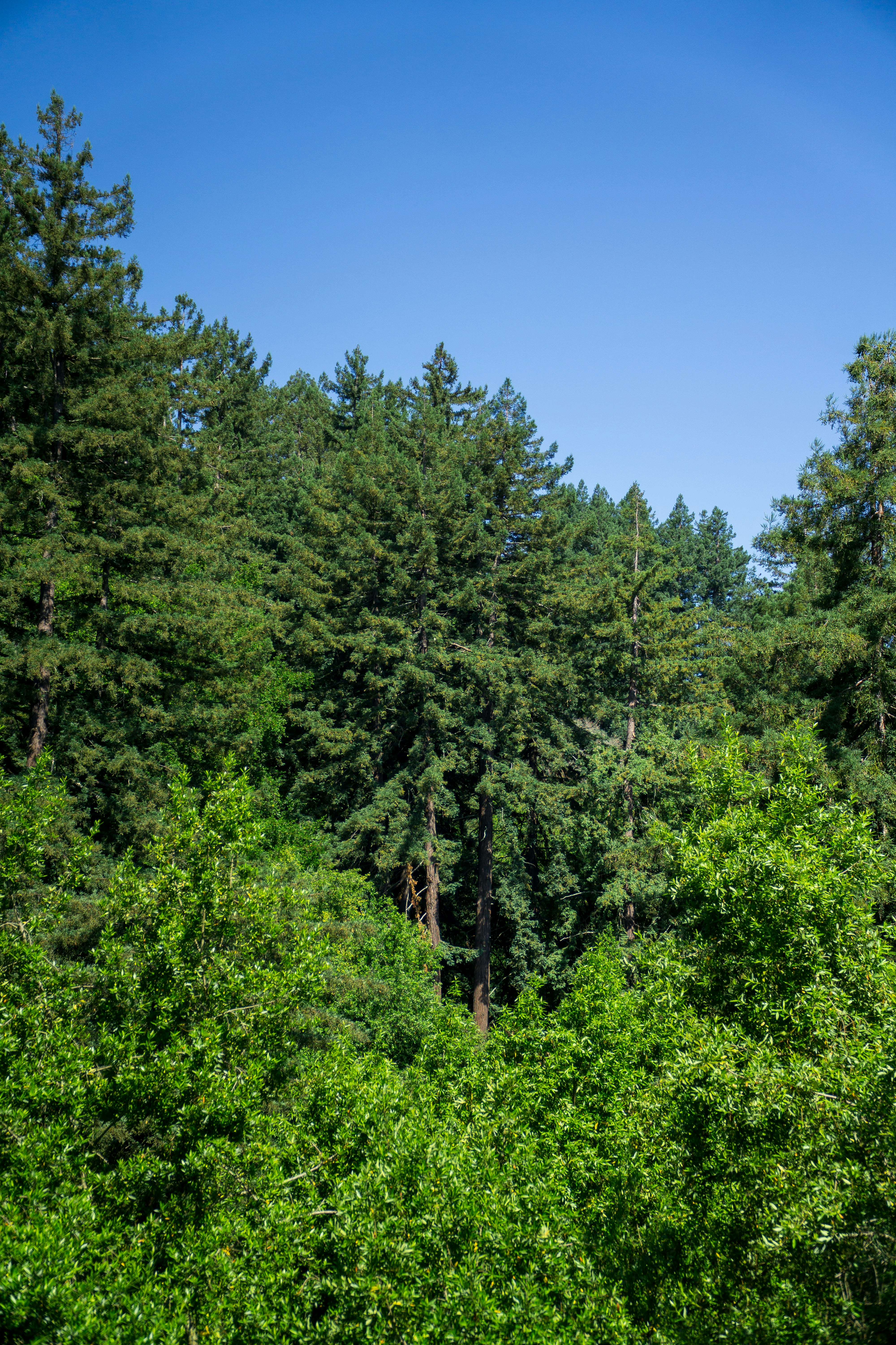 A group of trees in the middle of a forest photo – Free Reinhardt ...