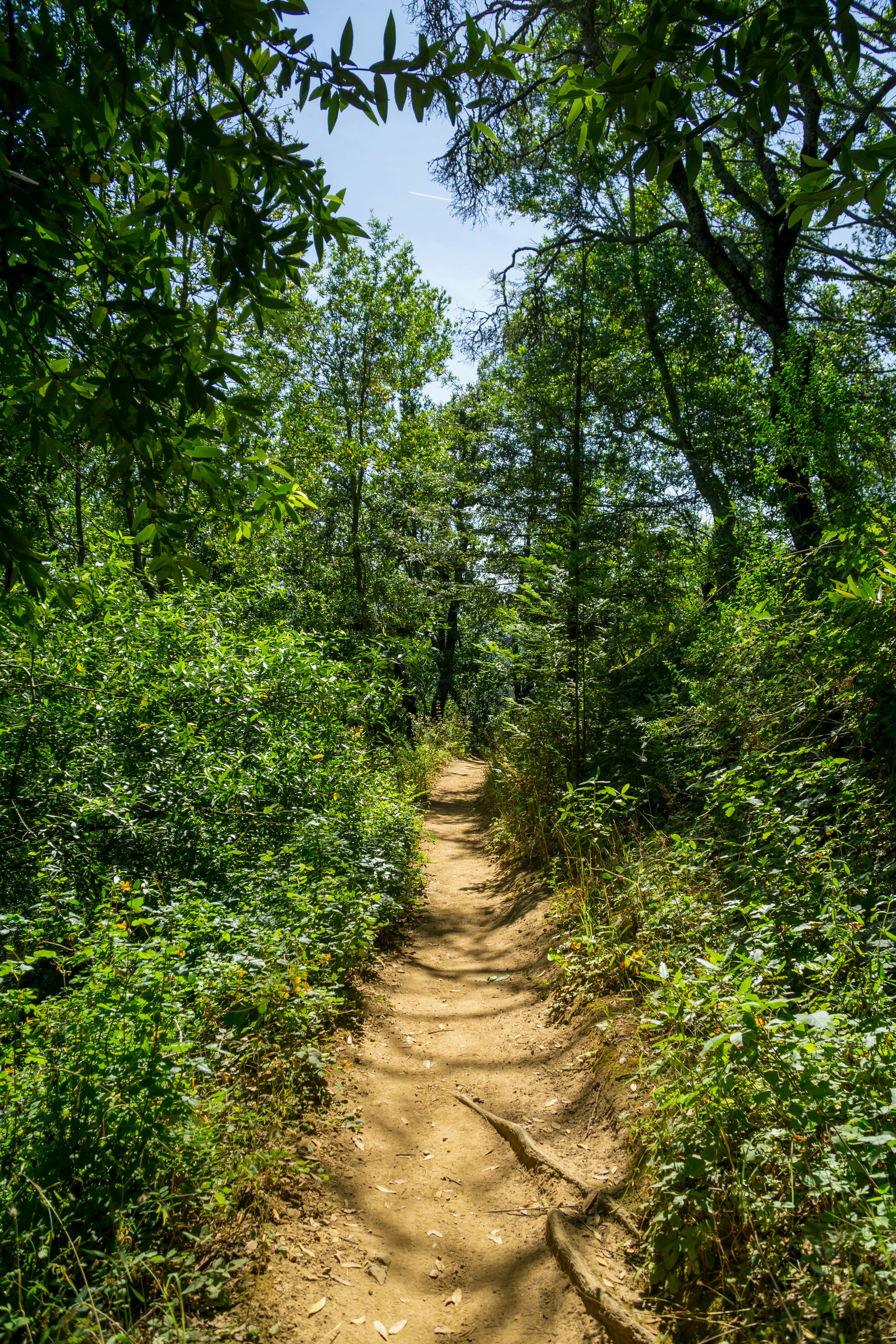 A dirt path in the middle of a forest photo – Free Reinhardt redwood ...