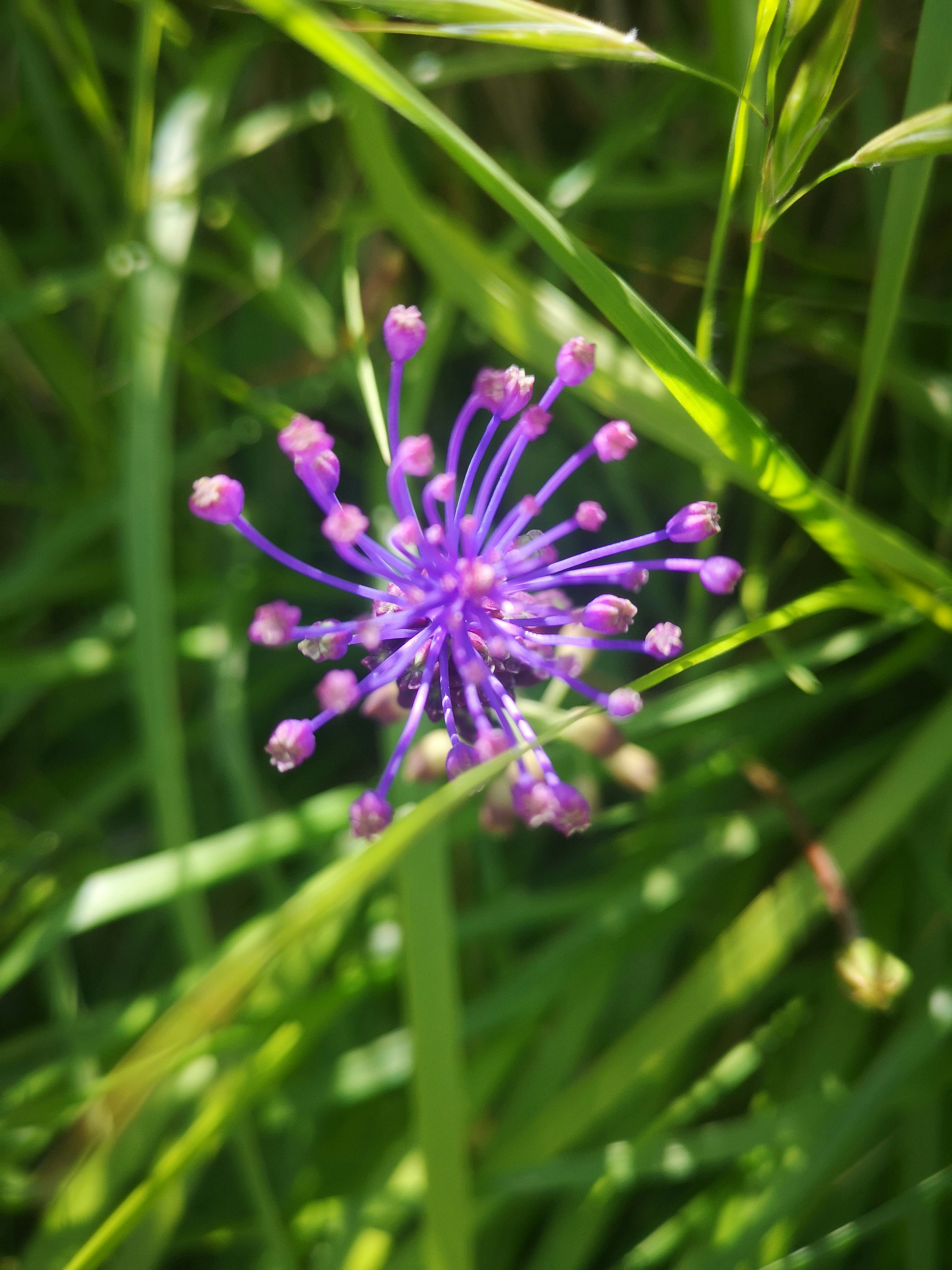 Purple Starburst in a Sea of Green