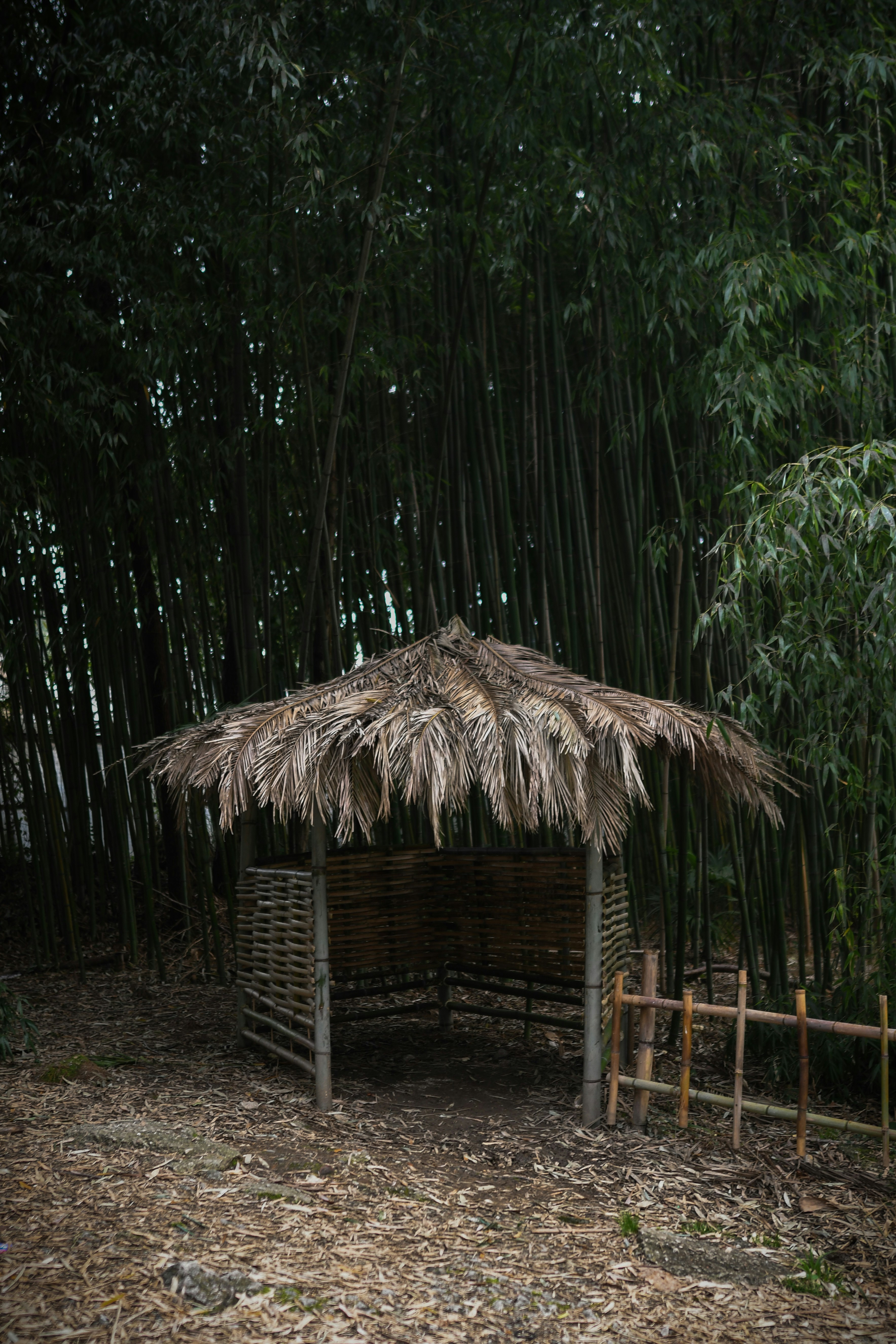 Photo of a rustic open-air shelter with a palm-leaf thatch roof in a bamboo clearing, with wooden slat walls and a small bamboo fence to the right.