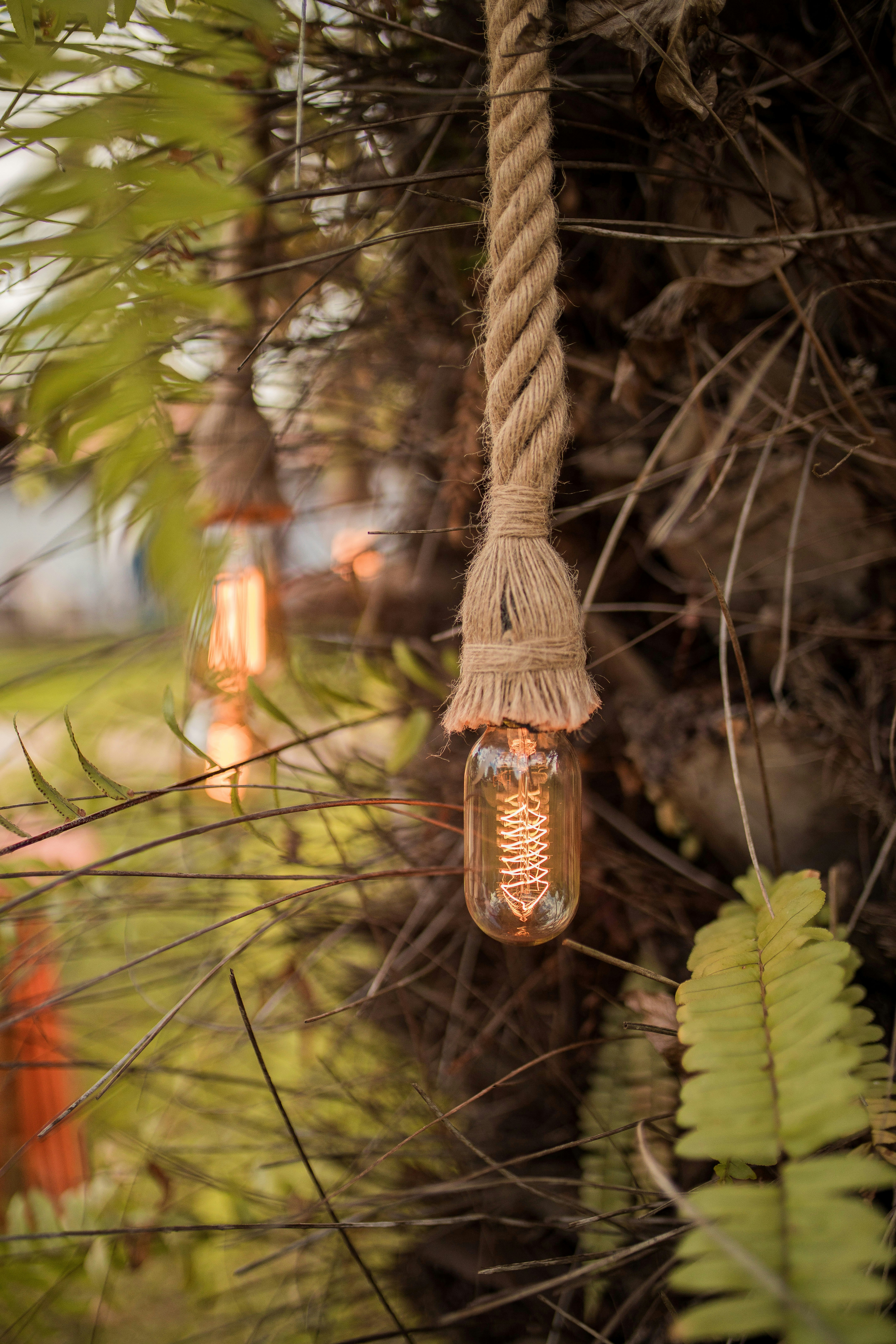 Hanging Vintage Bulb: A Tangled Glow of Rope and Roots