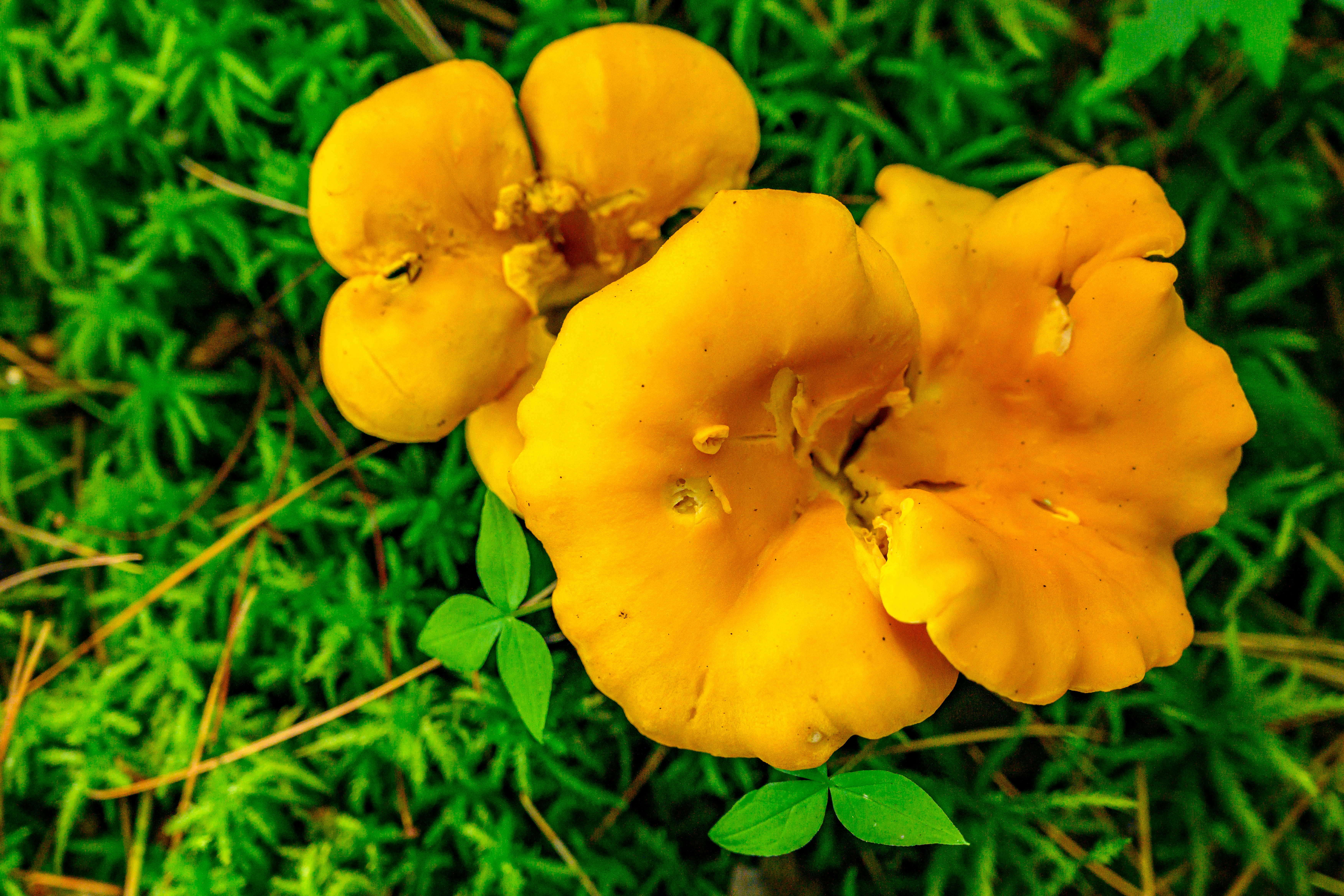 Golden Cups Resting on a Mossy Carpet