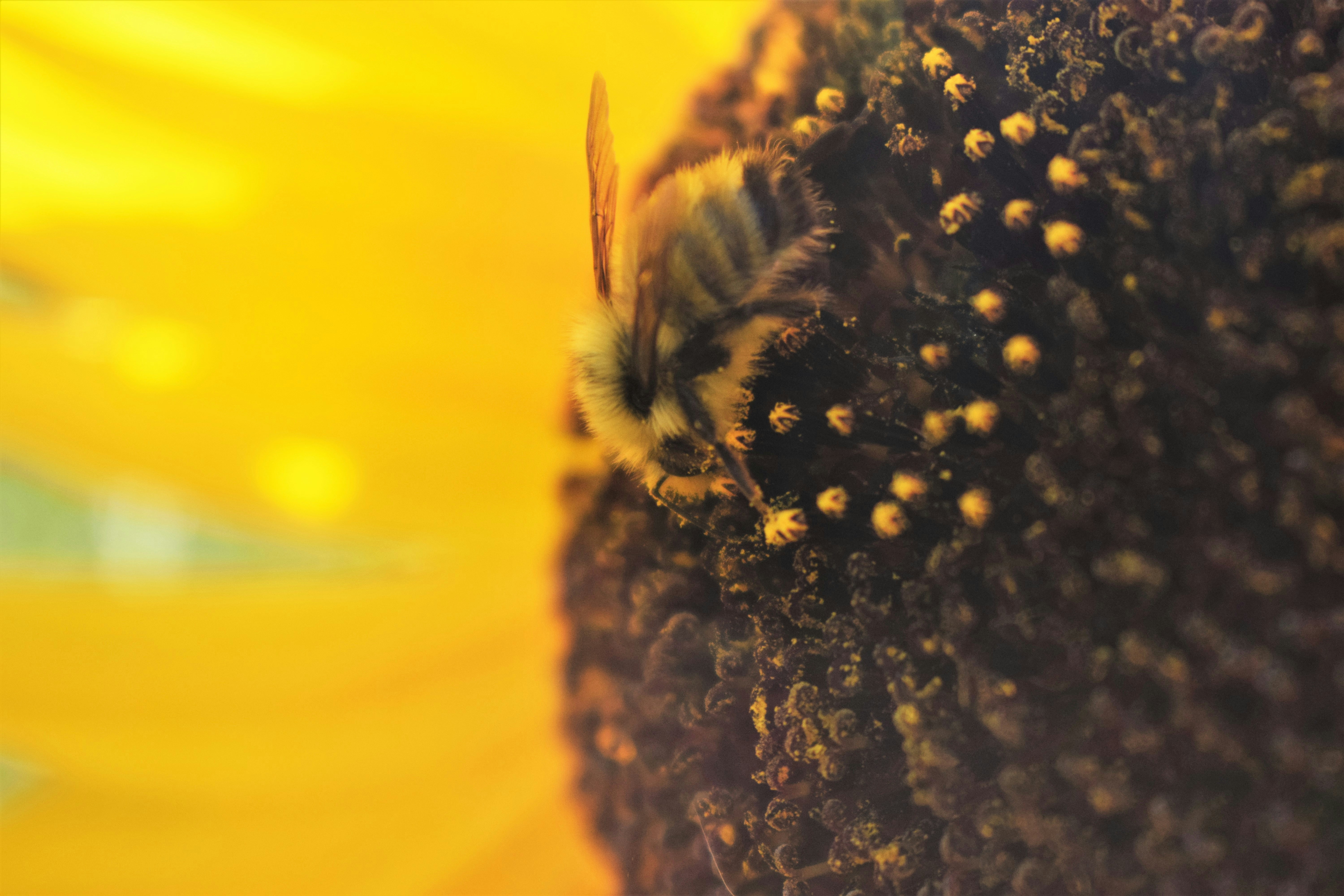 Beacon of Golden Orbs: A Bee at the Sunflower's Velvet Core