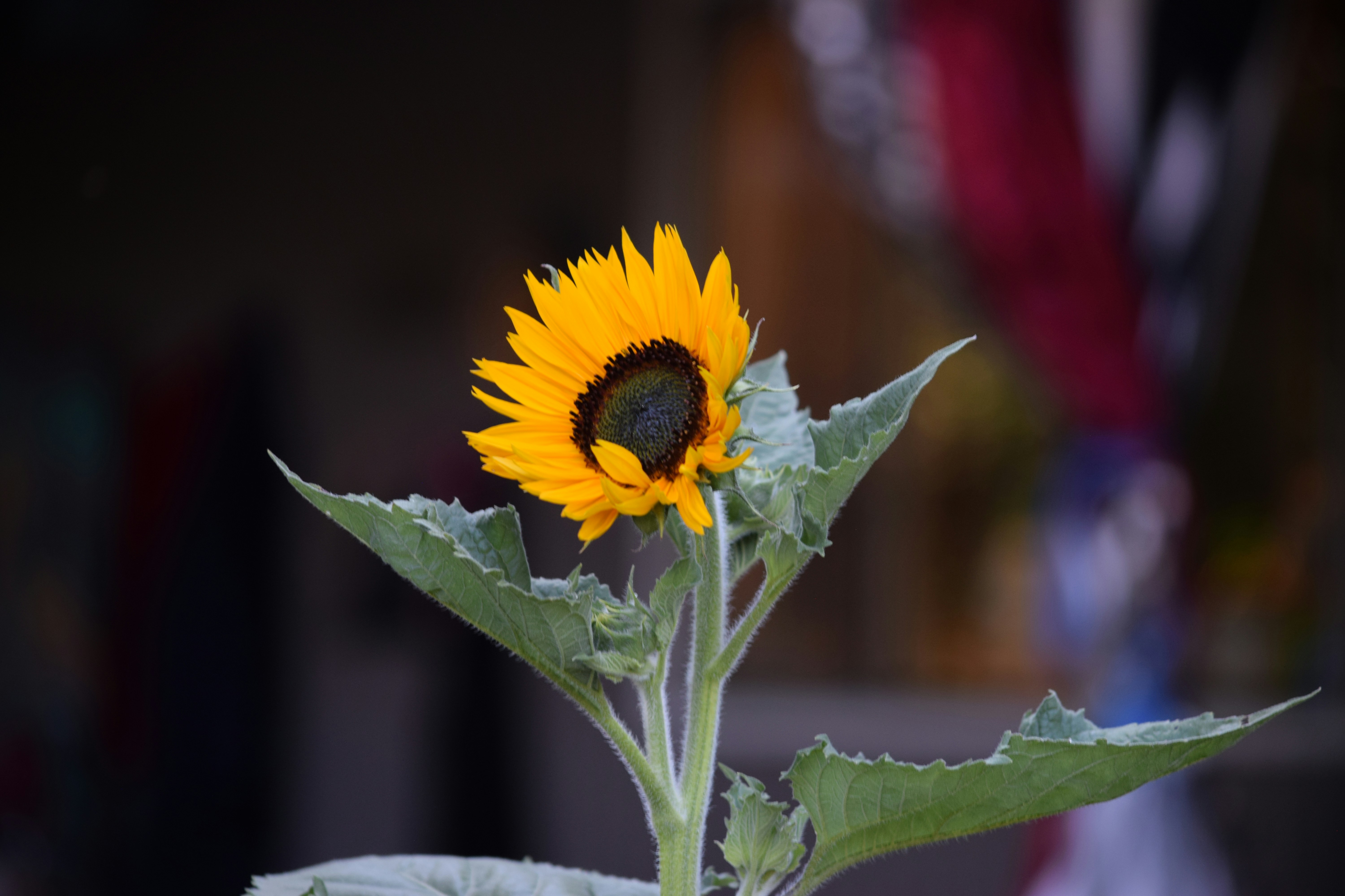 Sunflower in Focus: A Bold Burst Against a Blur