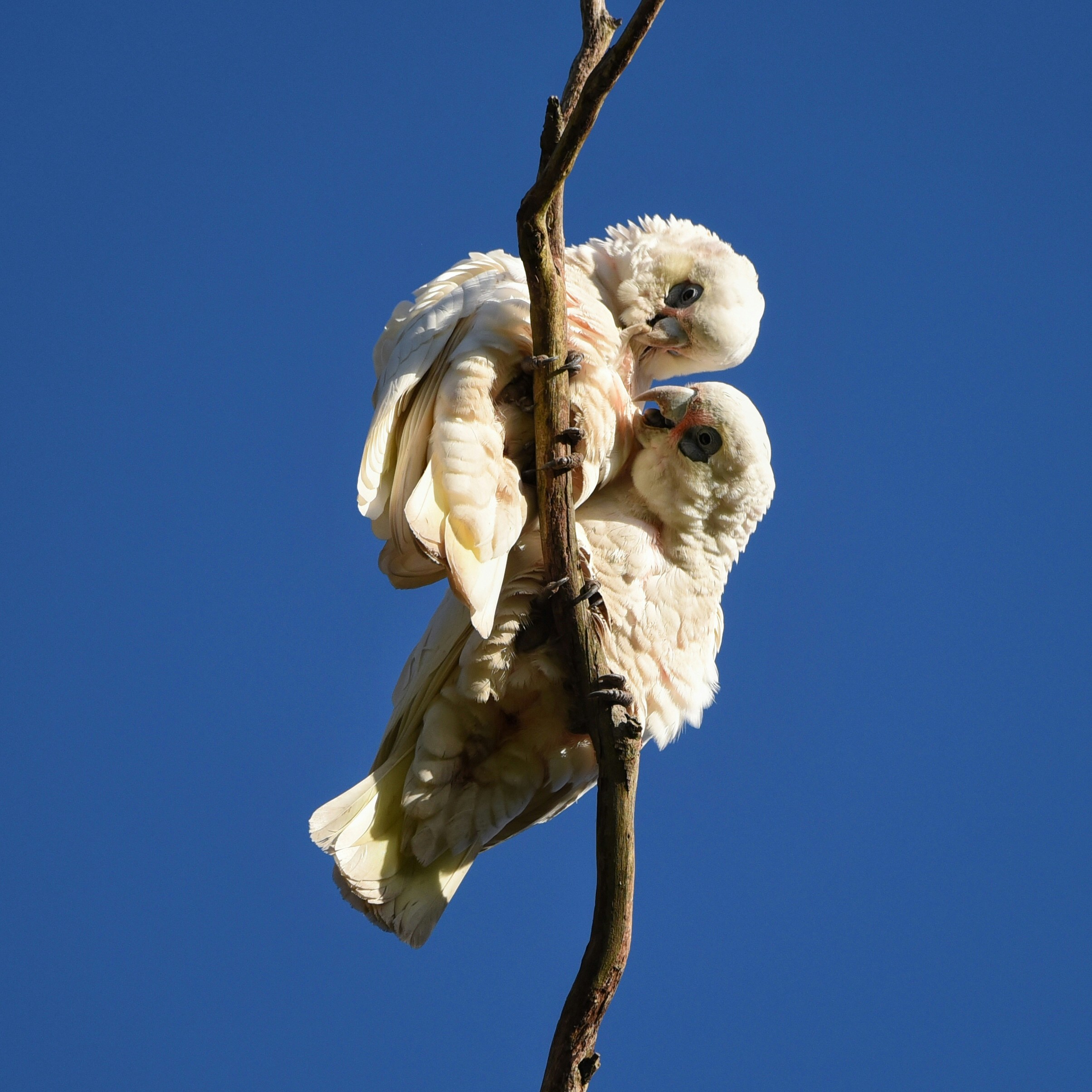 Cerulean Duet: Twin Cockatoos Gripping a Slim Branch Under a Clear Sky