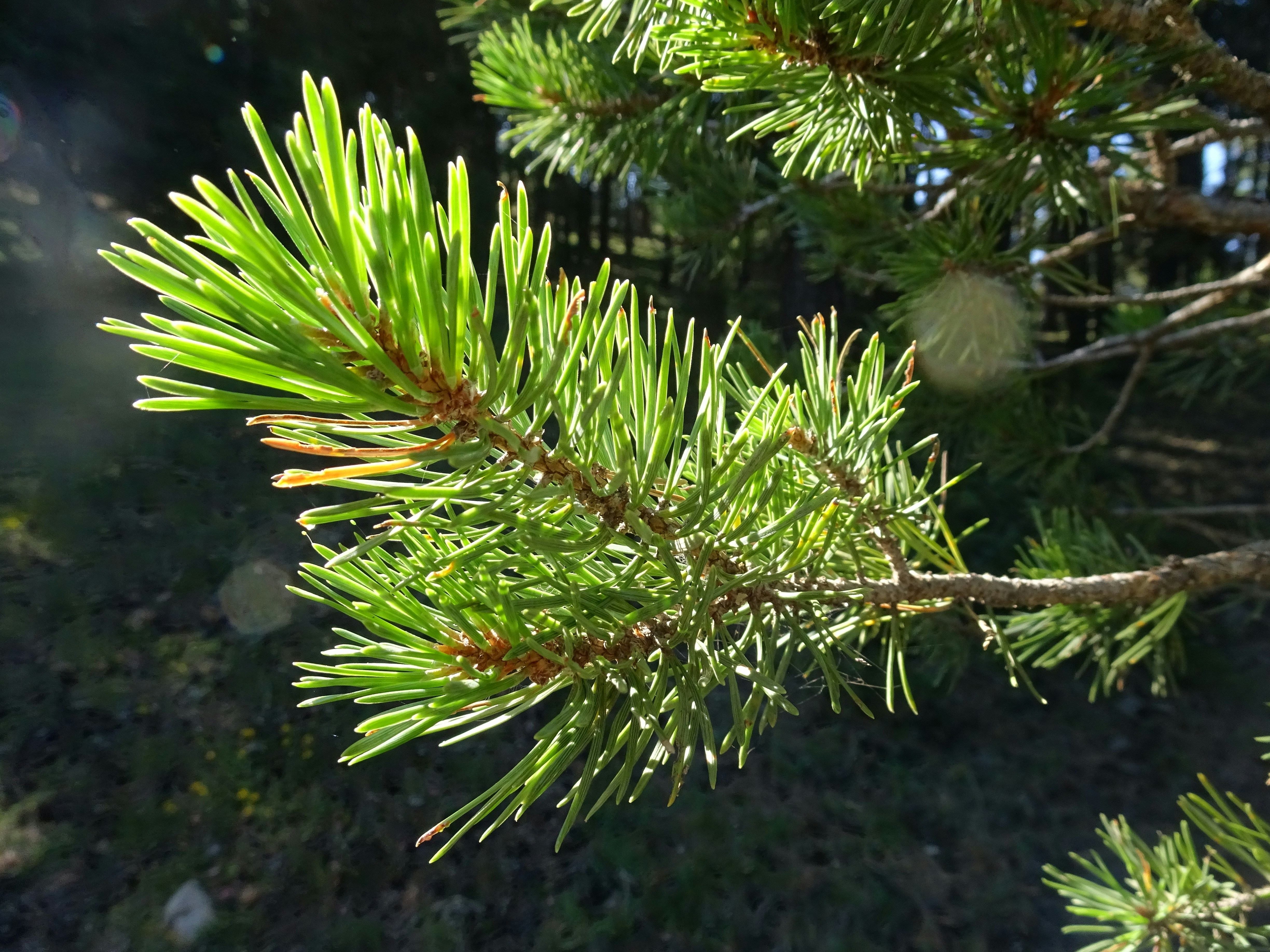 Photo by Ludovico Ceroseis with Sony Cyber-shot HX90