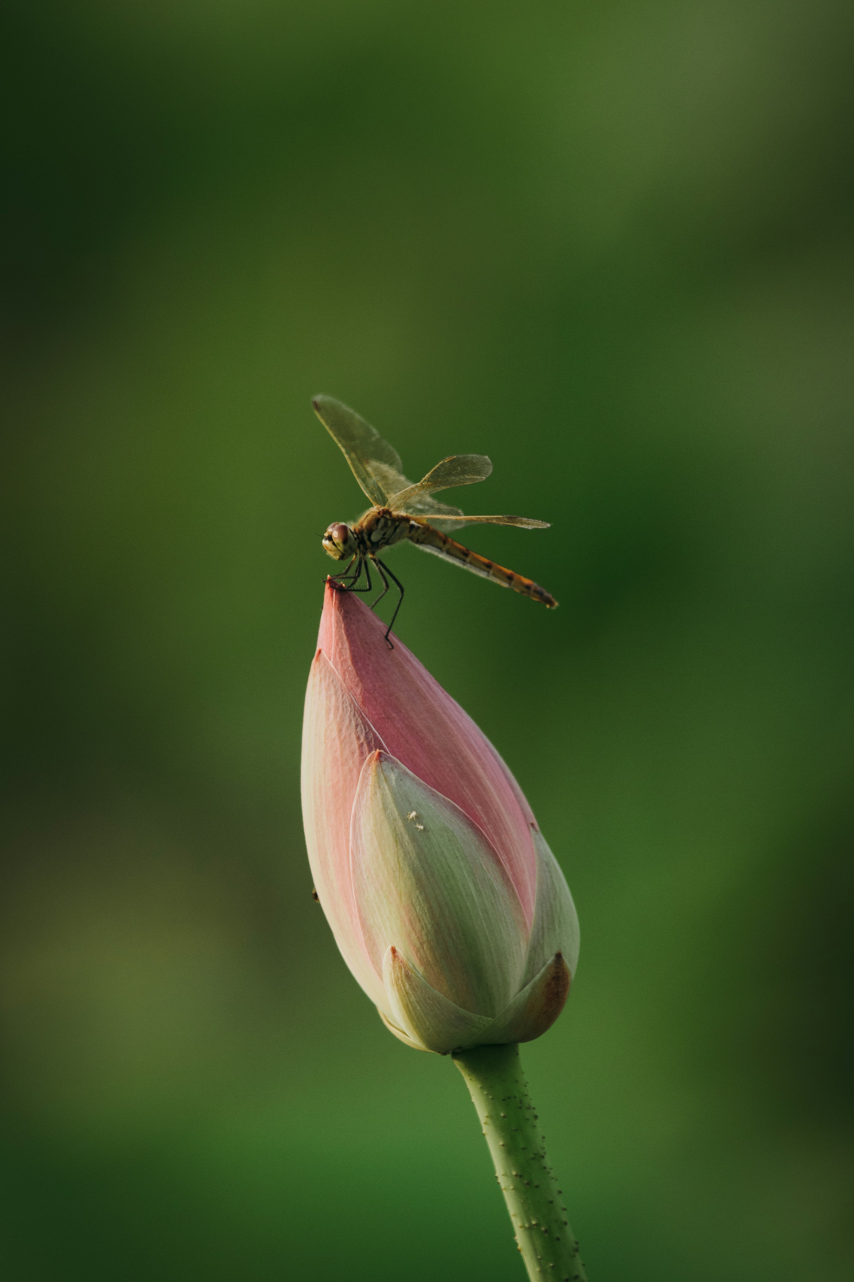 Dragonfly at the Summit: Perched on a Pink Lotus Bud