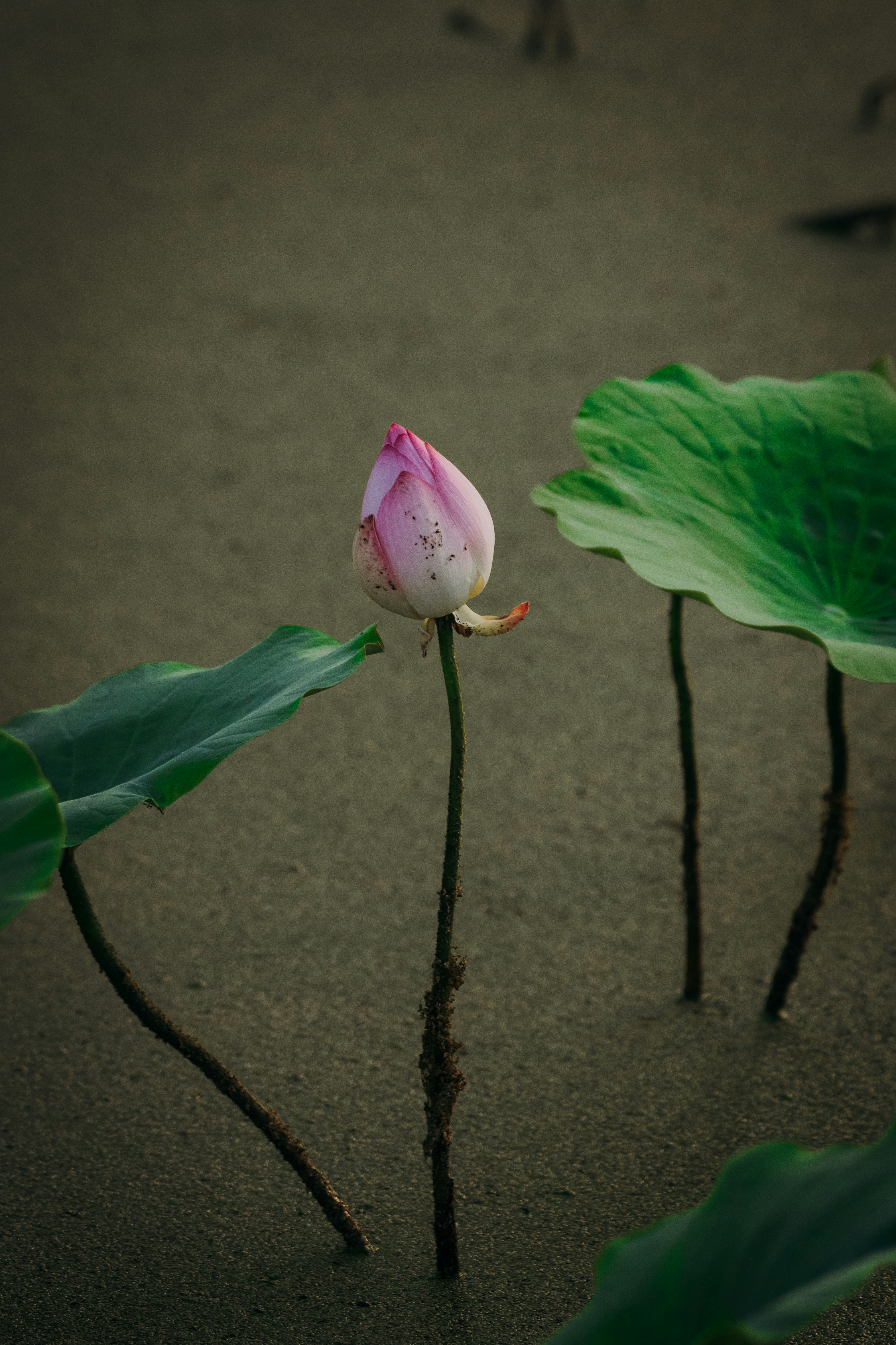 Emergent Pink Lotus: A Delicate Bud Standing Against Sand and Leaves
