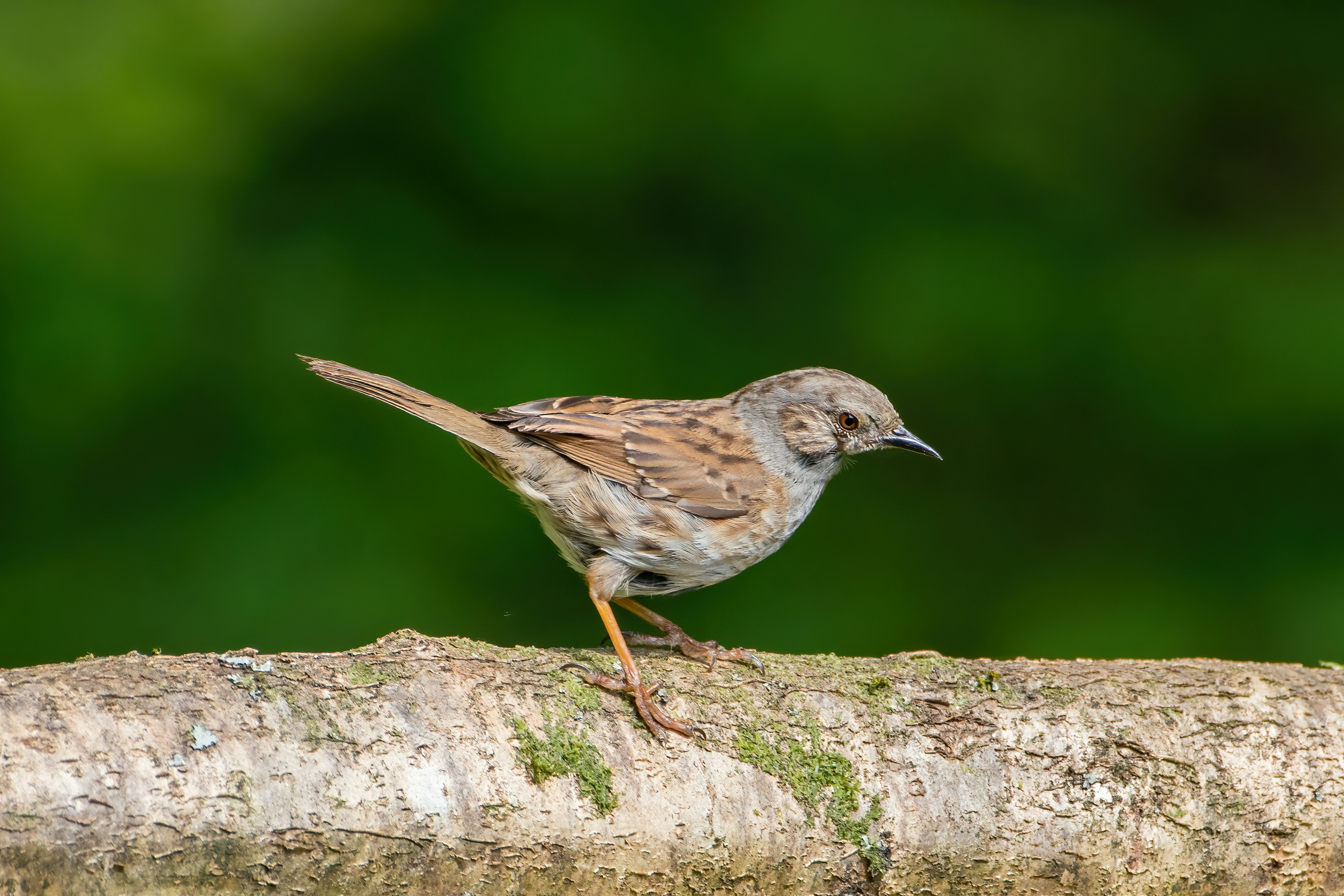 Verdant Silence: A Perched Wren on a Mossy Log