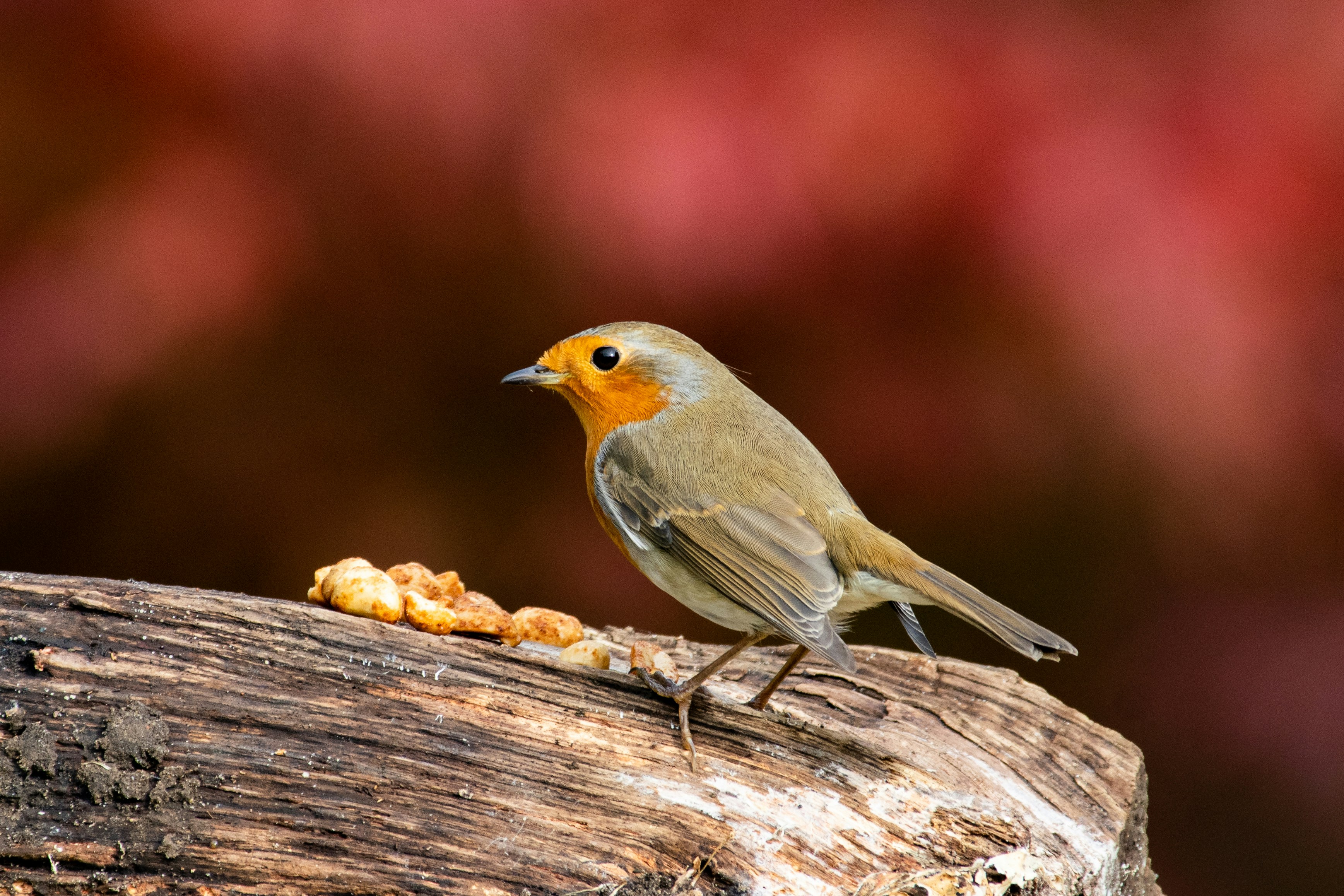 Small passerine with orange throat perched on a textured log, scattered seeds, warm bokeh of red foliage in background.