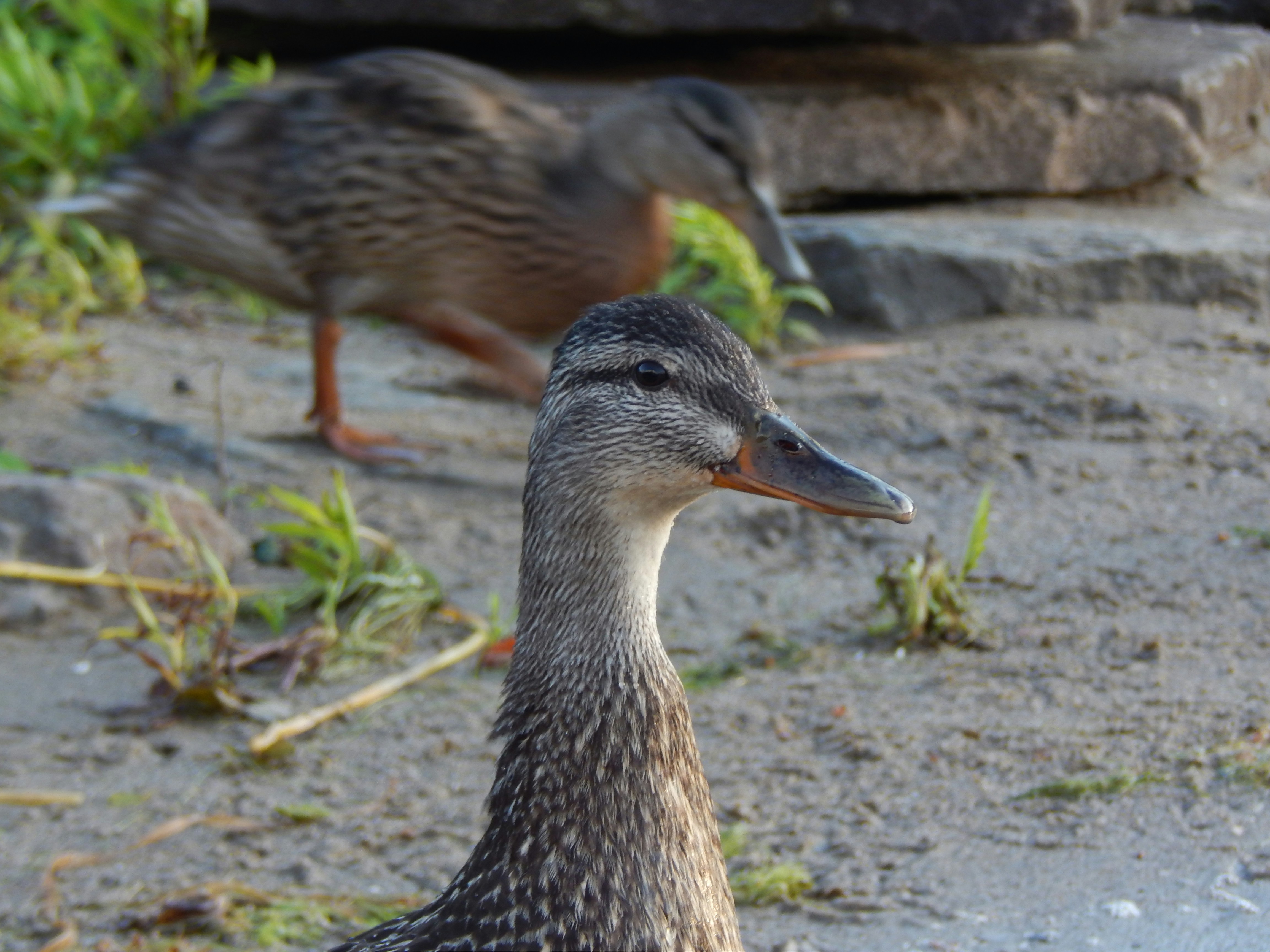 A close-up of a mallard duck with soft sunlight illuminating its feathers, while another duck blurred in the background adds depth to the scene.