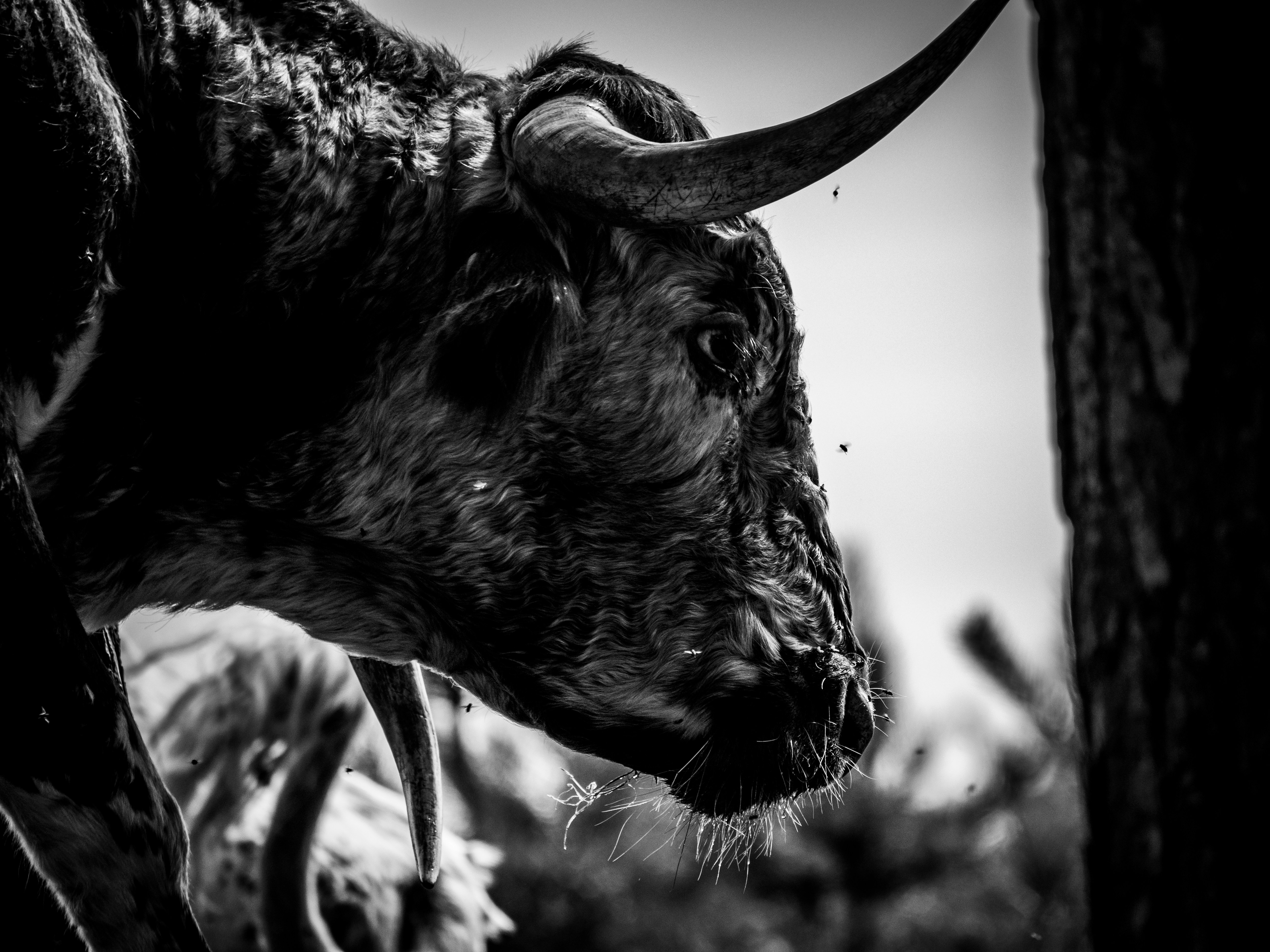 Close-up of a longhorn steer, showcasing its powerful features and textured fur in dramatic black and white.