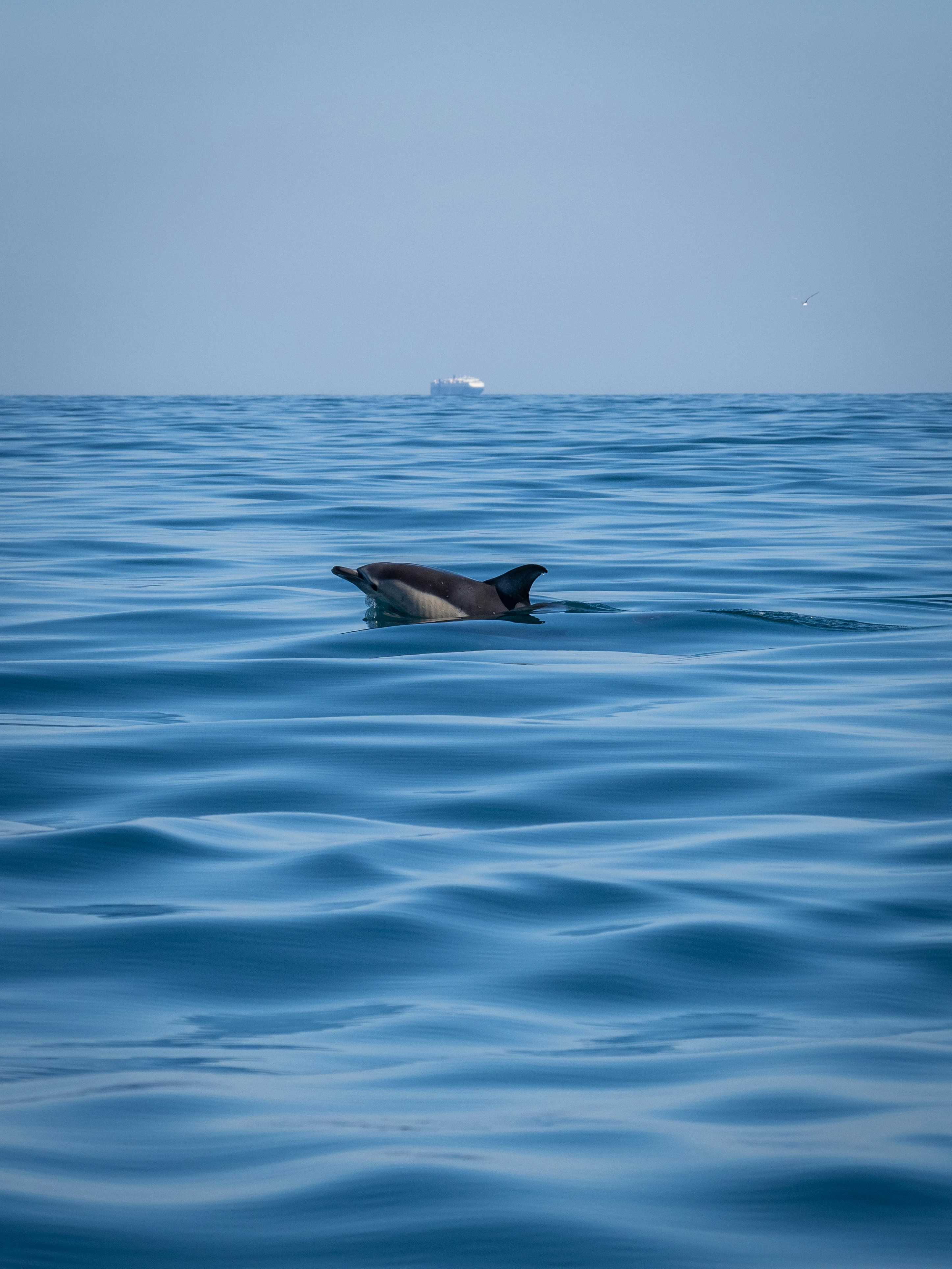 A dolphin's dorsal fin cuts through calm blue water with gentle ripples, while a distant ship sits on the horizon.