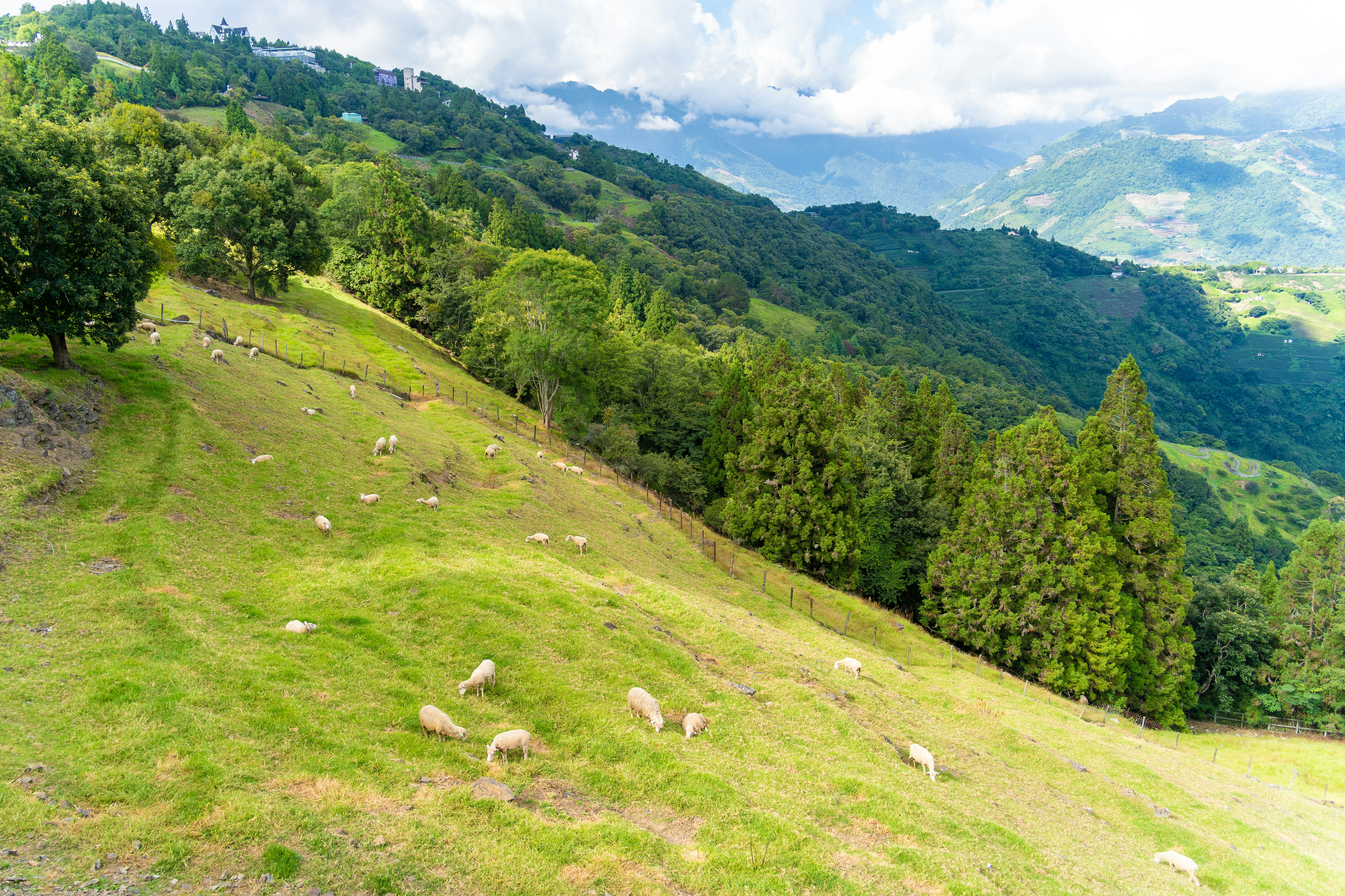 Sheep grazing on a lush, green hillside with a backdrop of forested mountains and a partly cloudy sky.