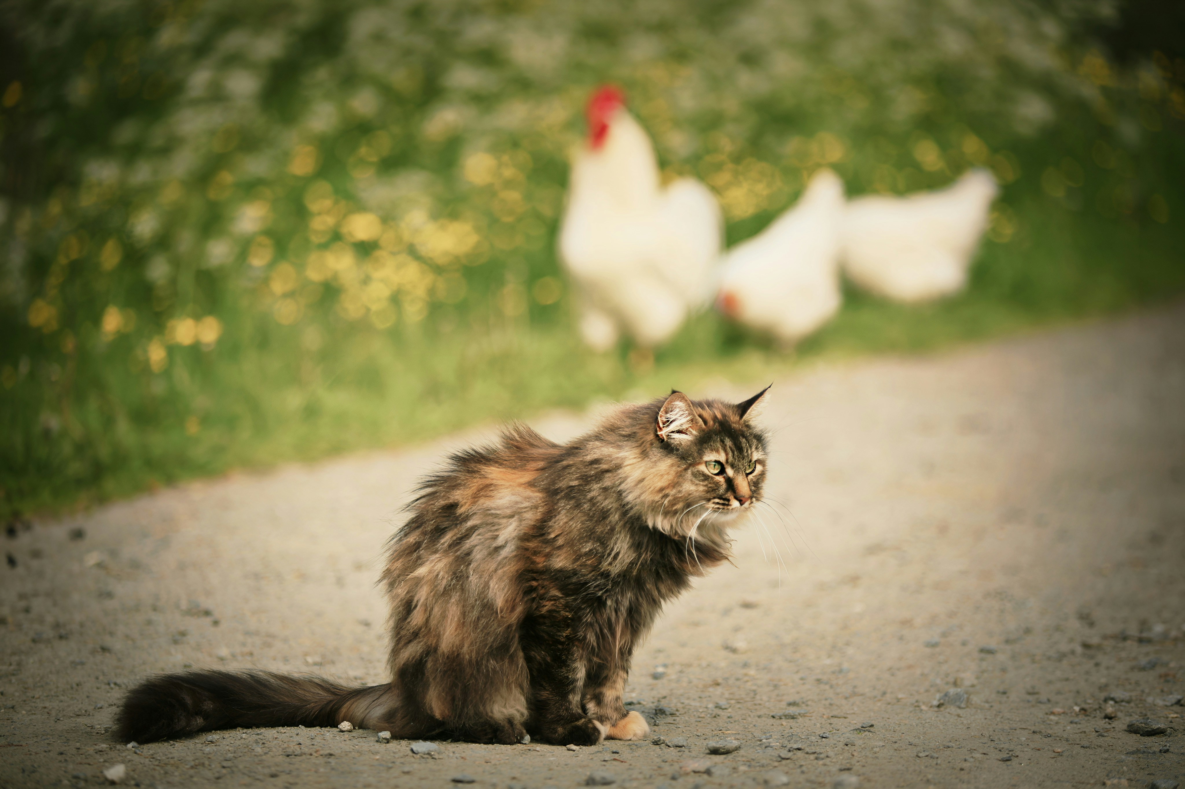 Dusty Path Sentinel: A Scrappy Cat in Focus as White Hens Observe