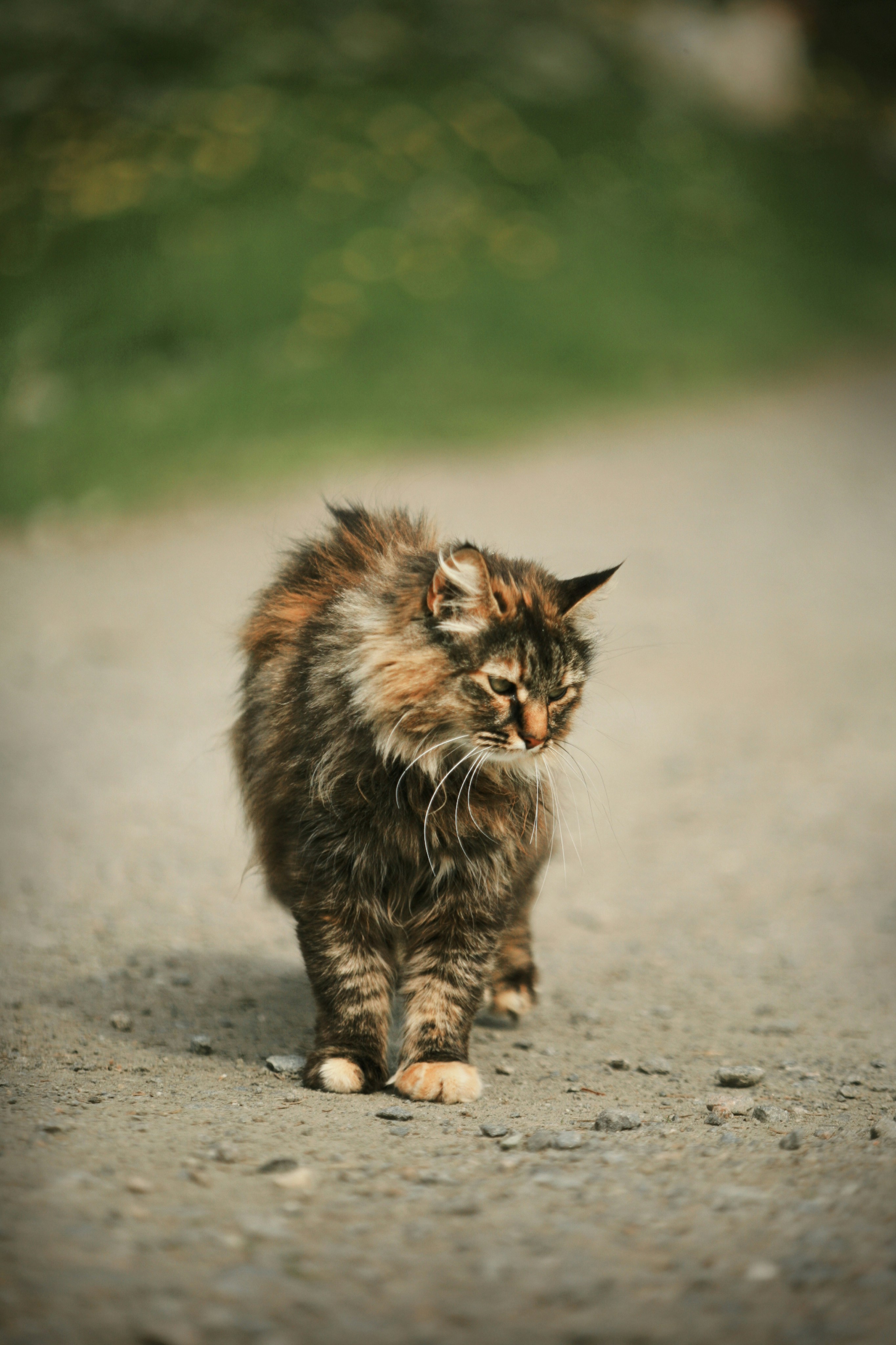 Gravel Road Wanderer: A Fluffy Stroll Under Warm Light