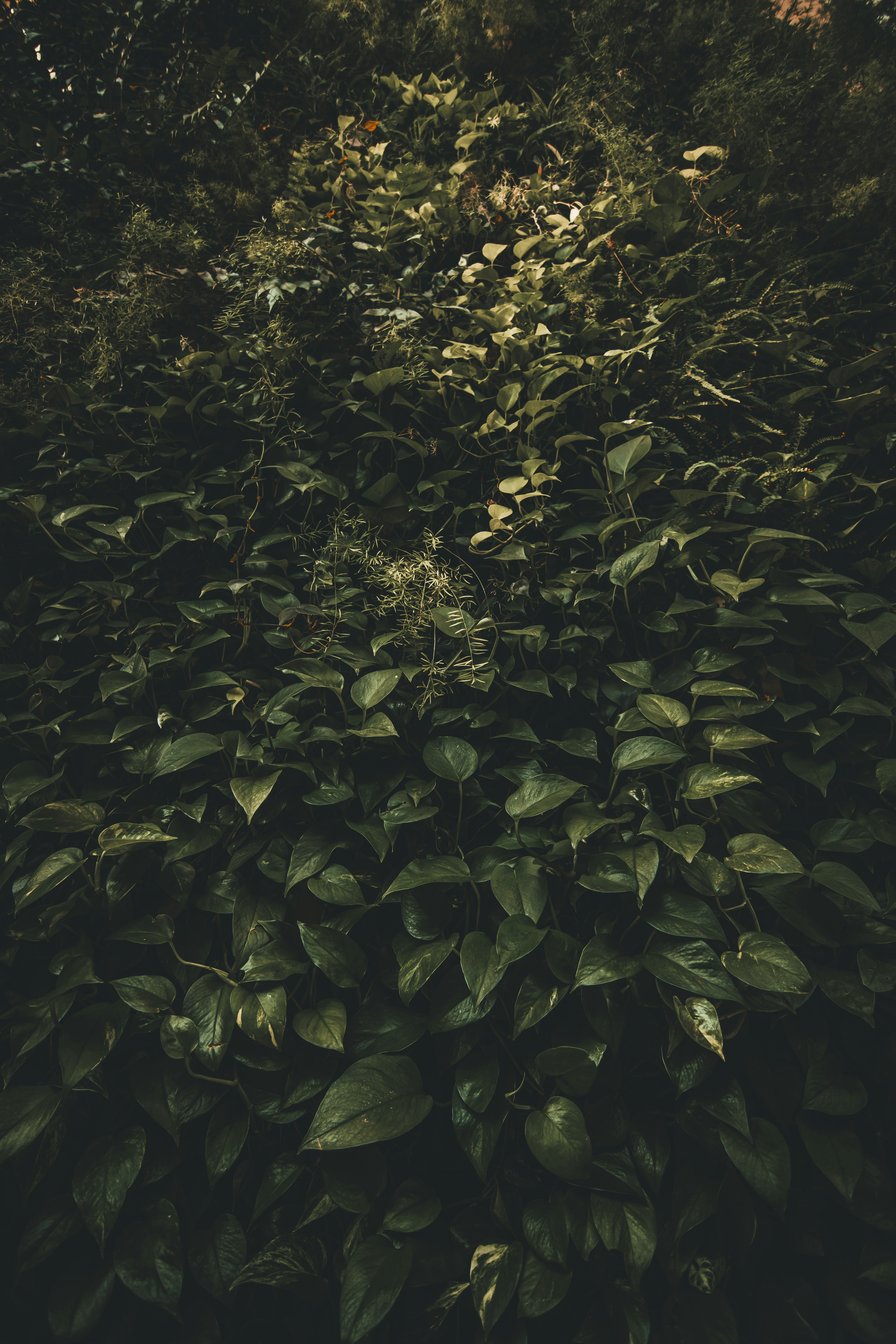 A Quiet Fern Amid Velvet Foliage