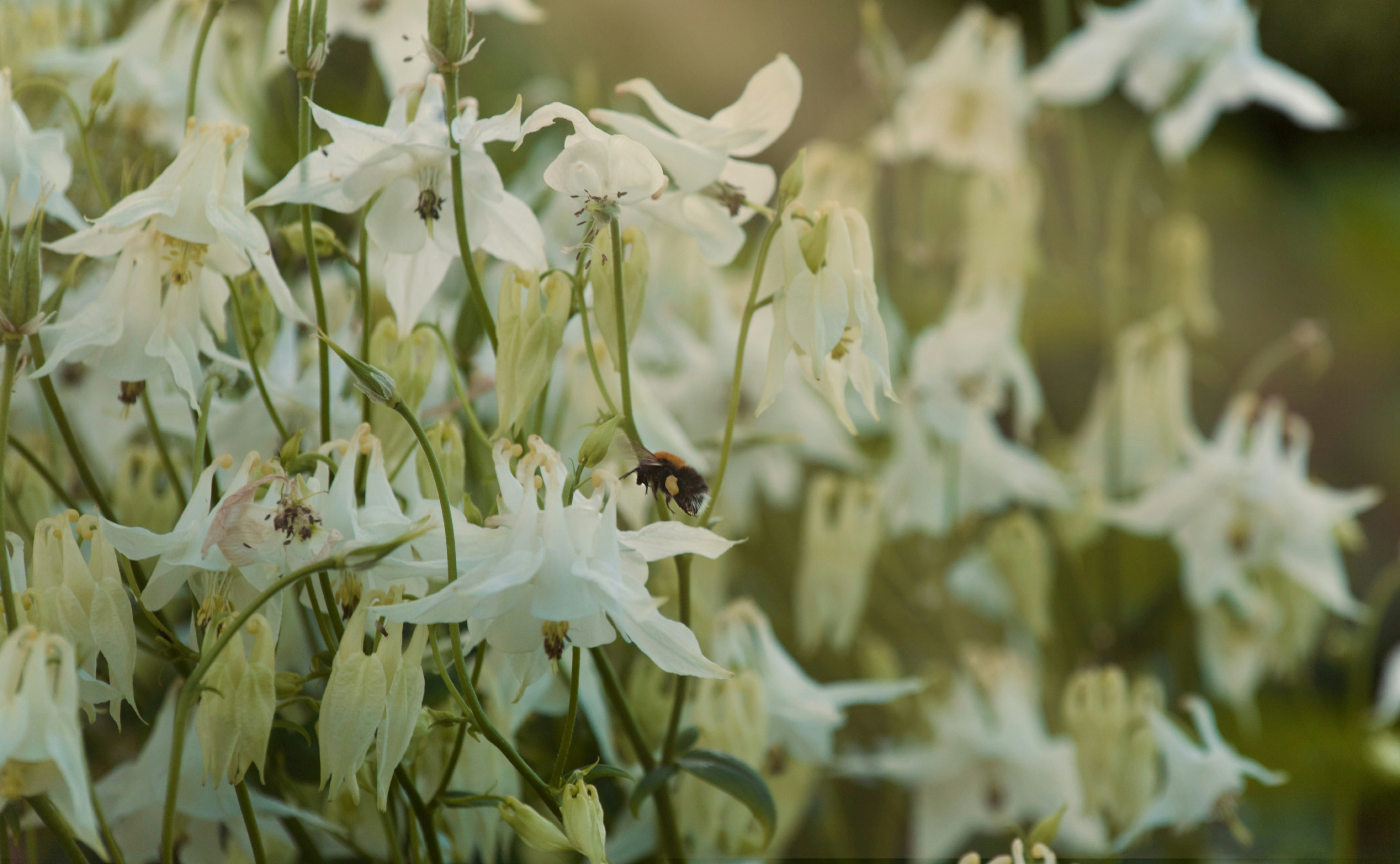 Bumblebee Among Ivory Delphiniums in a Morning Garden