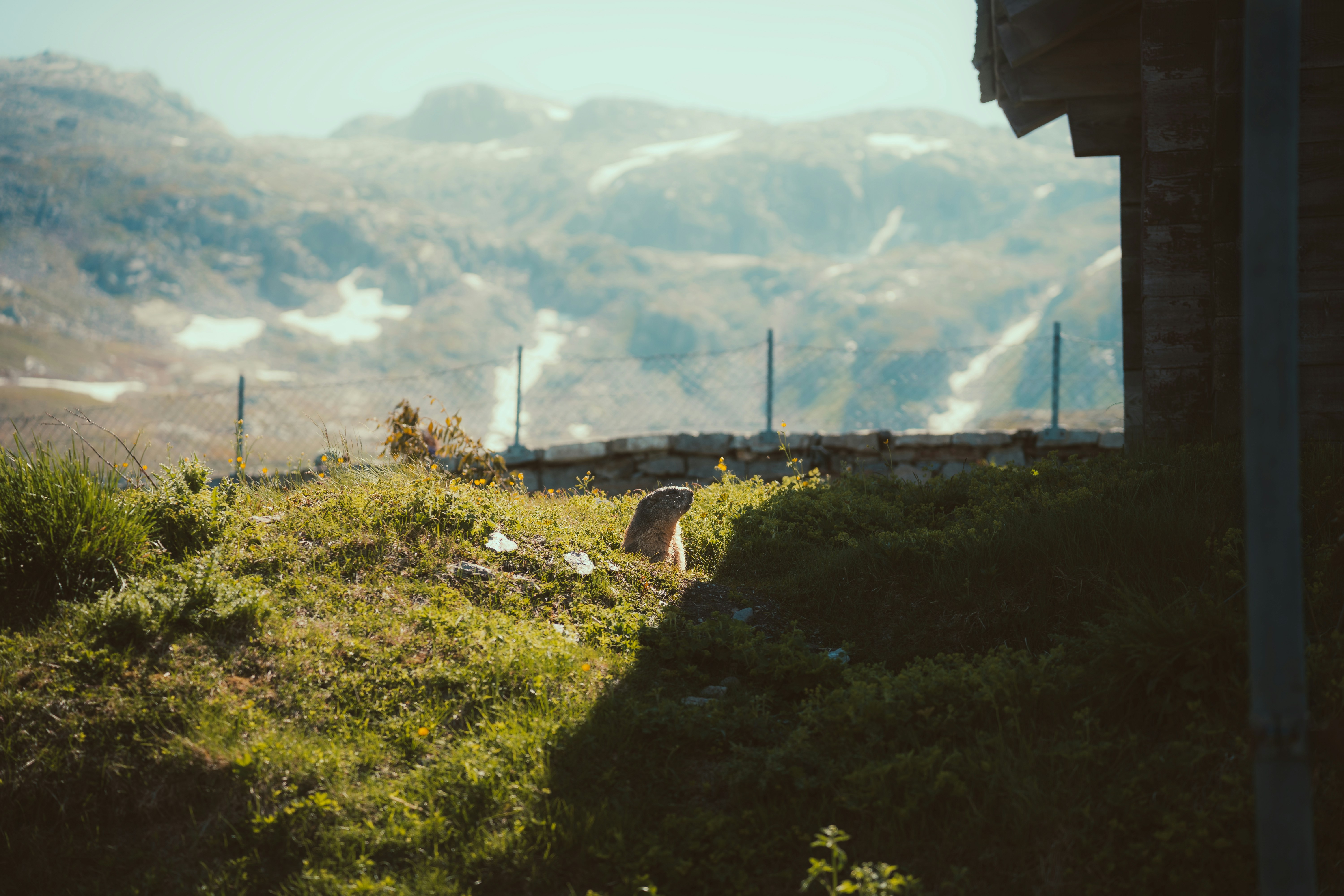 Alpine Marmot Pauses by a Stone Wall as Snow-Capped Peaks Loom