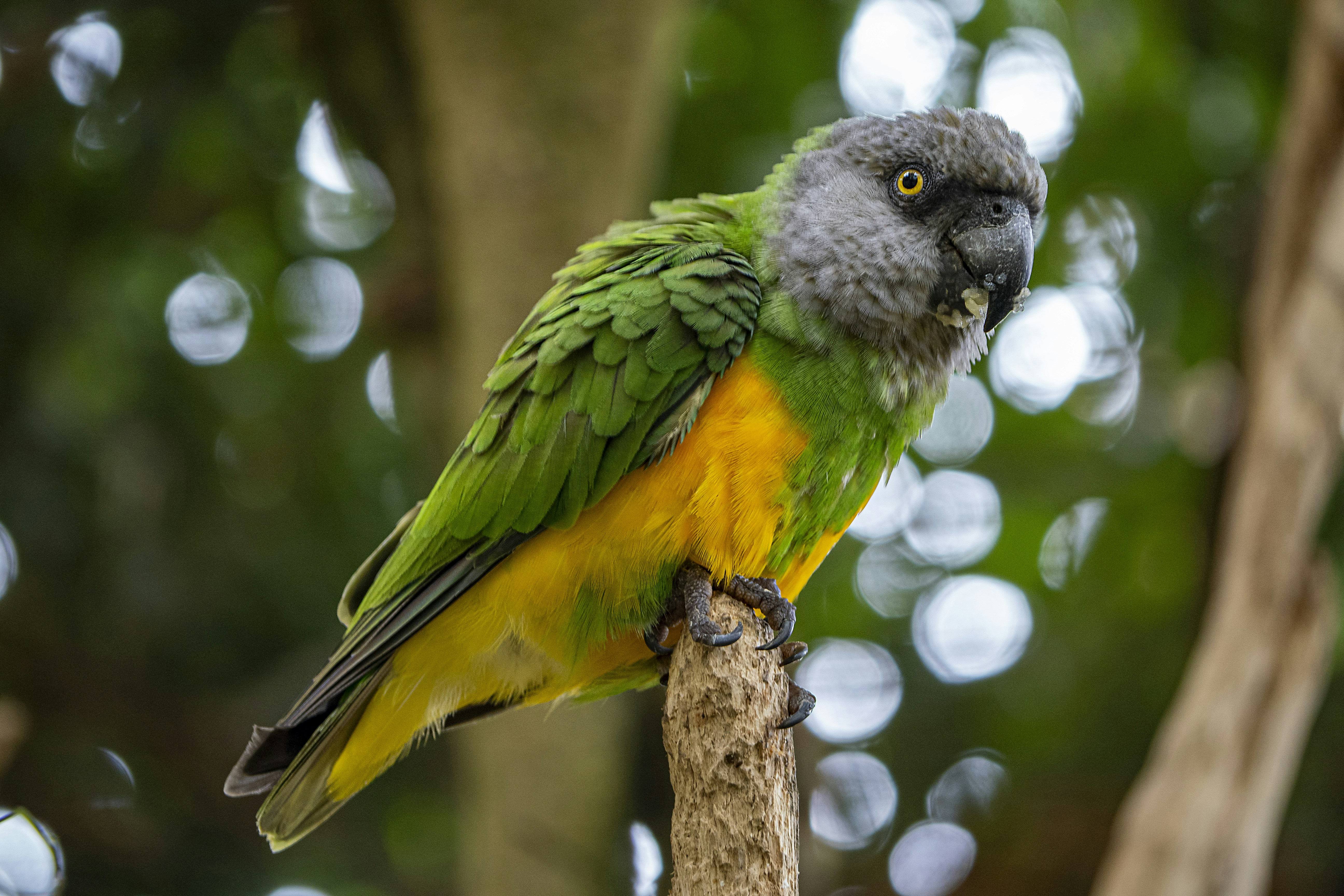 Emerald Crest on a Perch: A Parrot's Alert Gaze