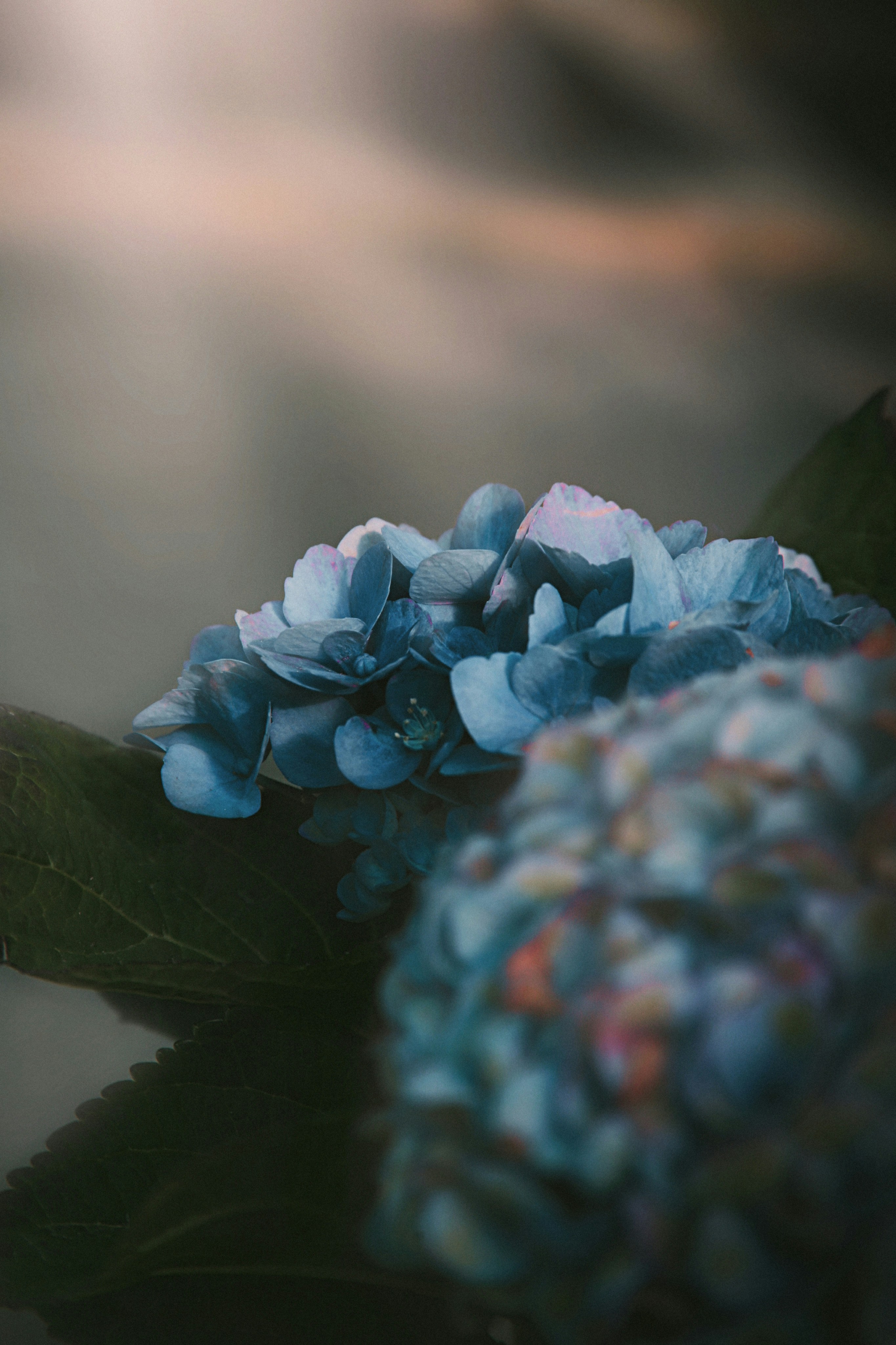 Blue Hydrangea in Velvet Blur, a Quiet Macro Moment