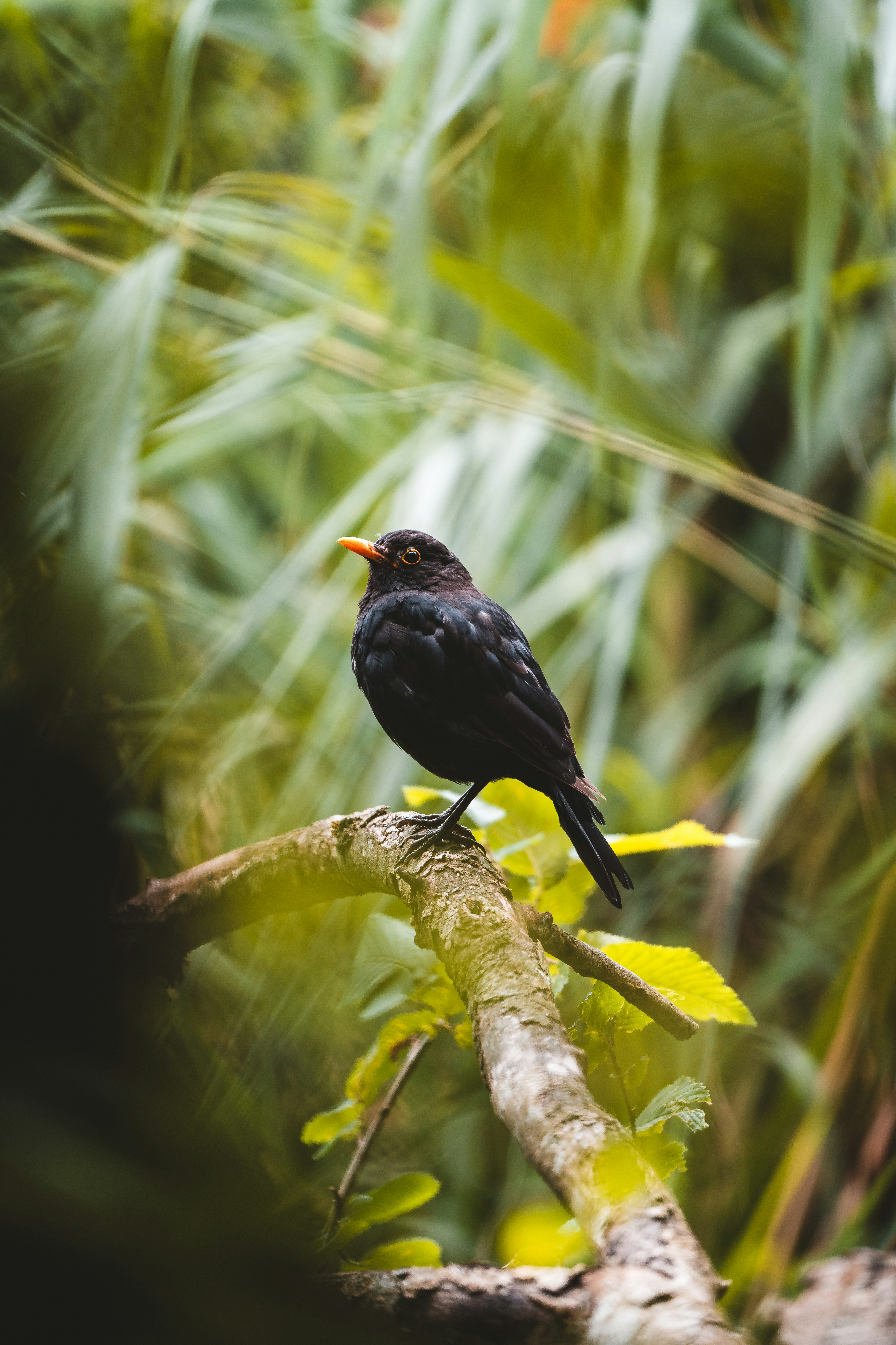 Un oiseau noir assis sur une branche dans une forêt photo – Photo ...