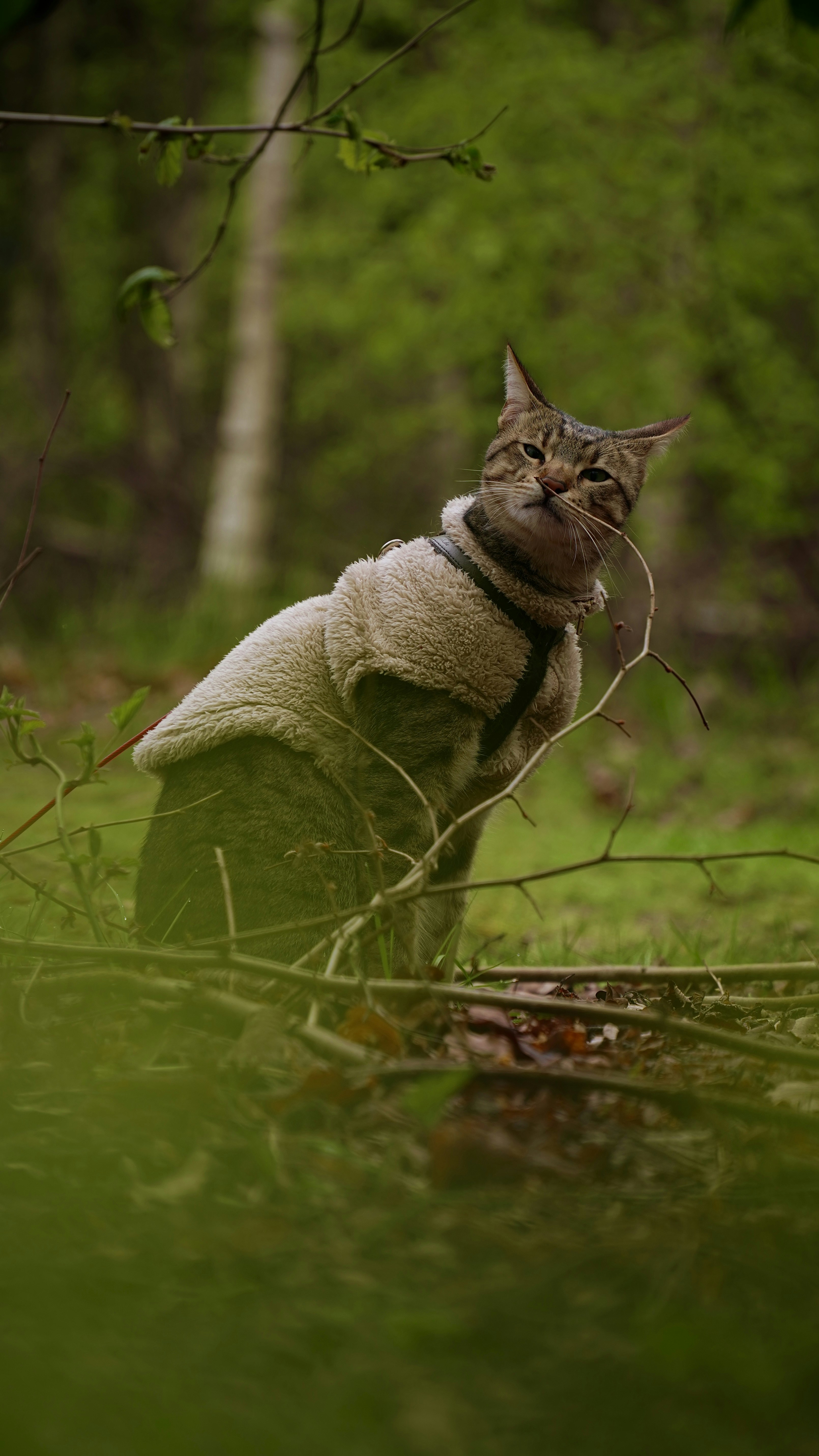 Whiskers in the Green Corridor: a harnessed cat's forest gaze