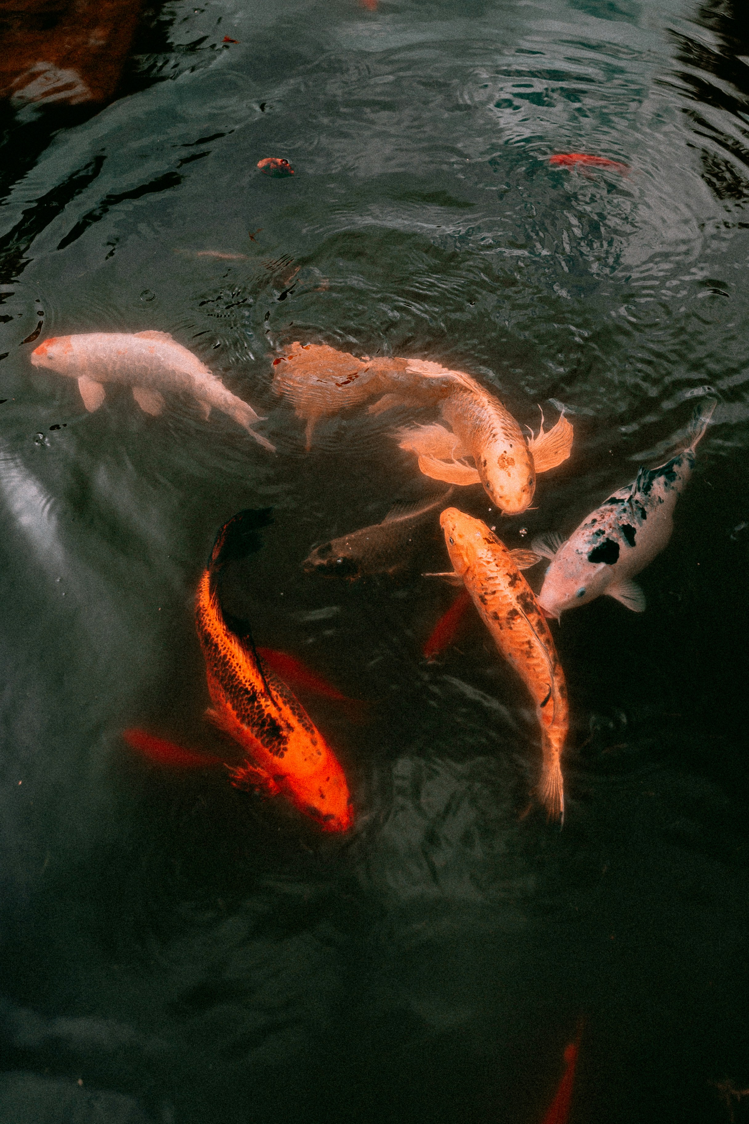 Un groupe de poissons nageant dans un étang photo – Photo Poisson koï ...