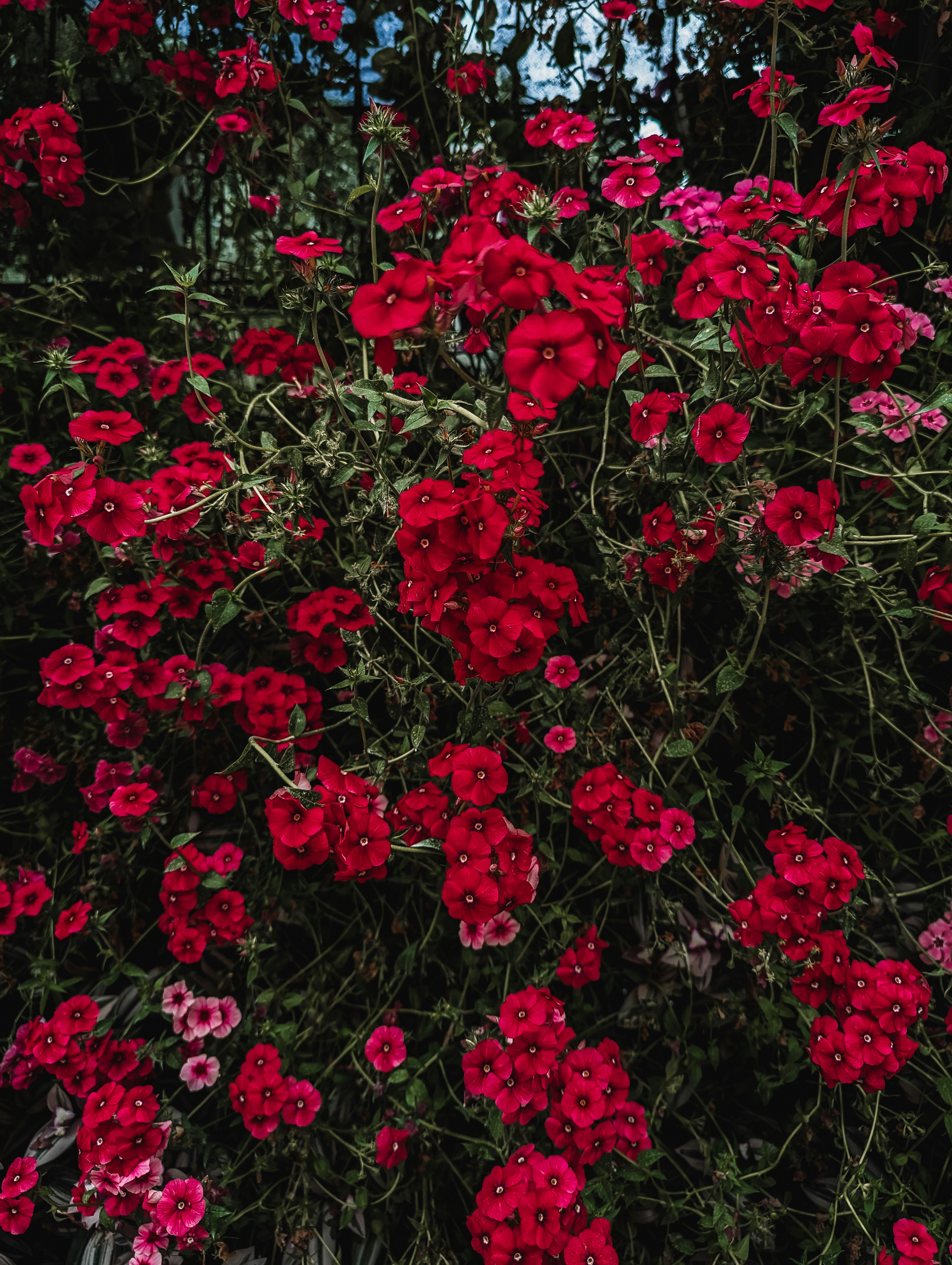 Un bouquet de fleurs rouges qui sont dans l’herbe photo – Photo ...