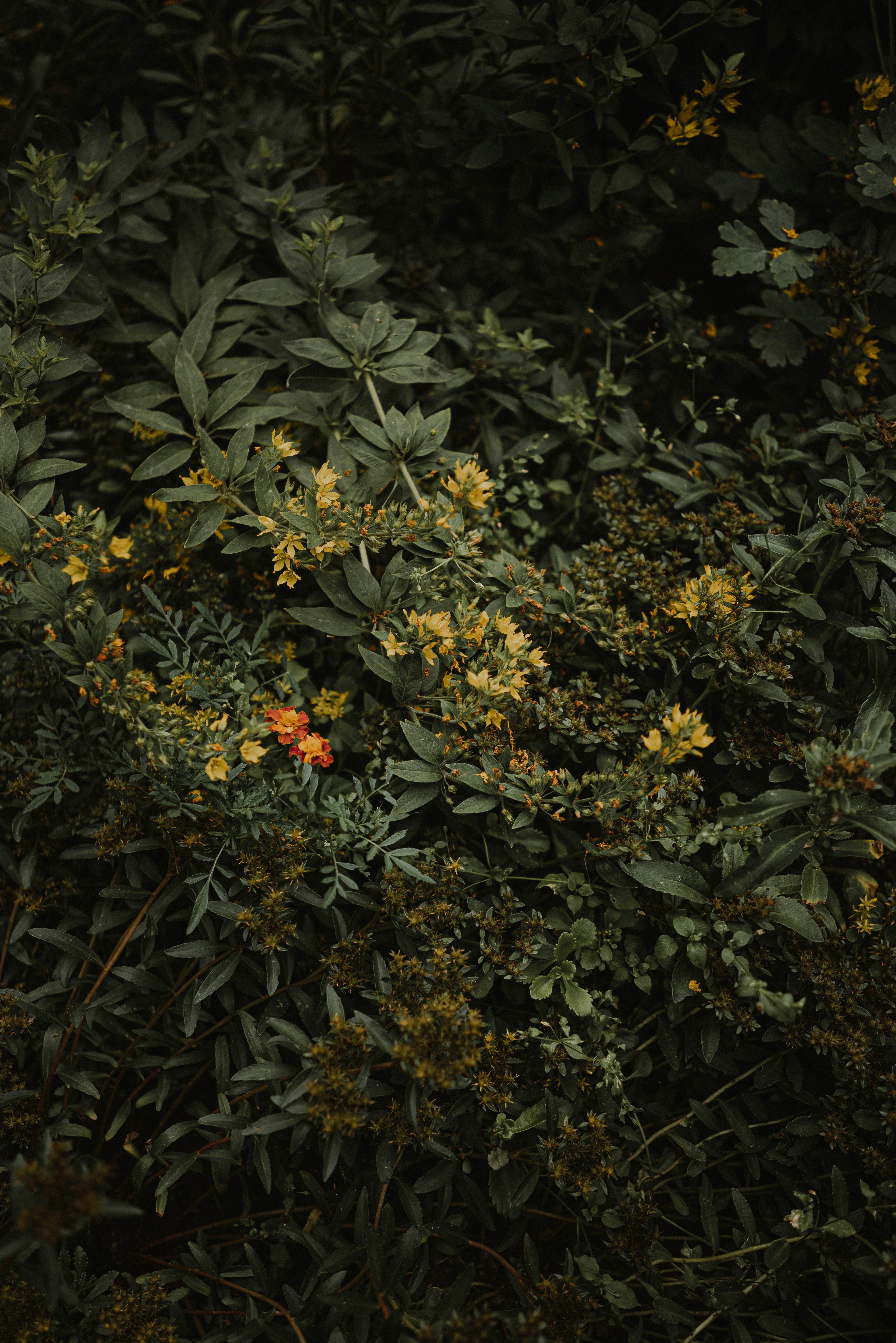 Amber blossoms glint through dusk-green shrubbery