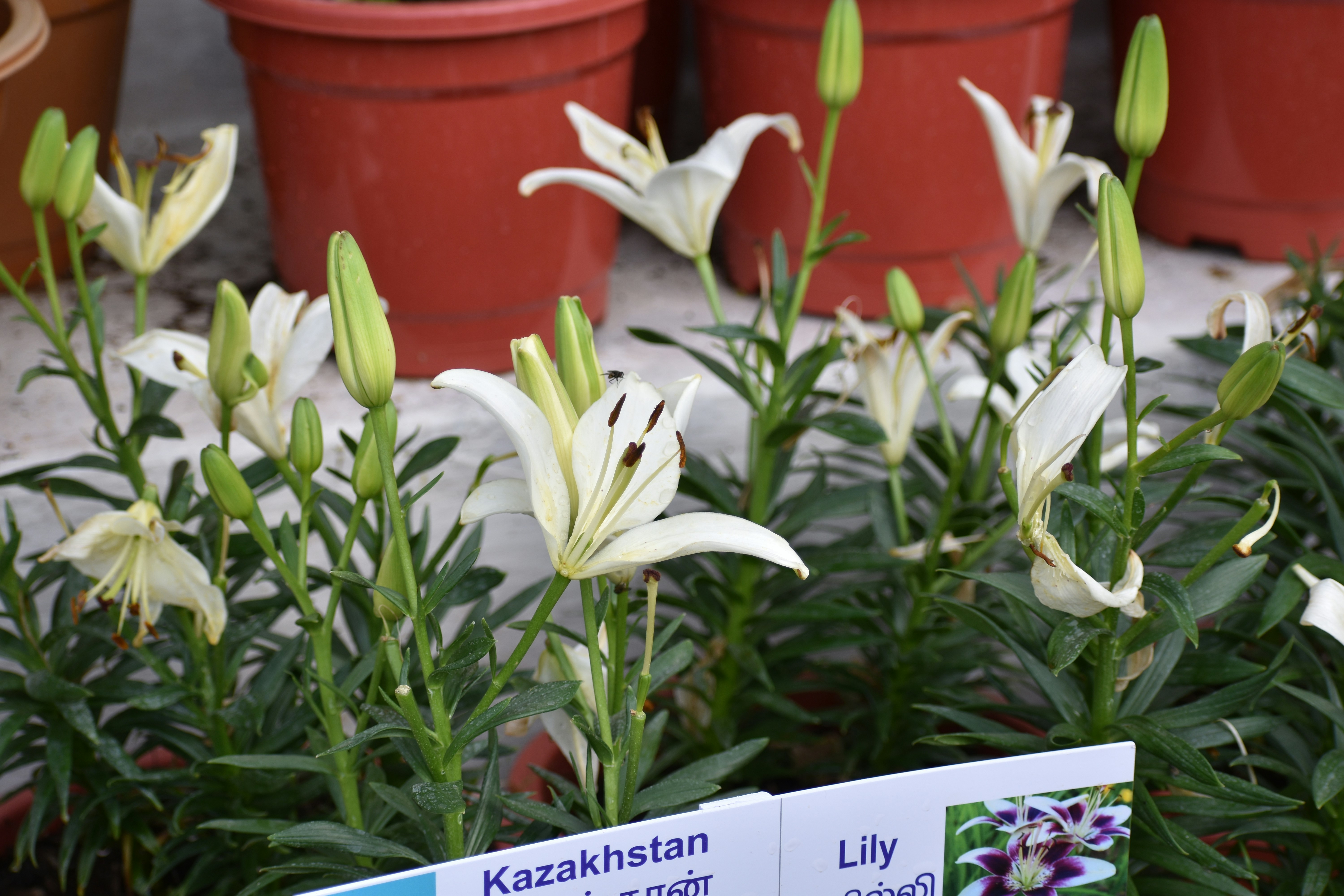White Lily Bloom Amid Nursery Pots and Plant Tags