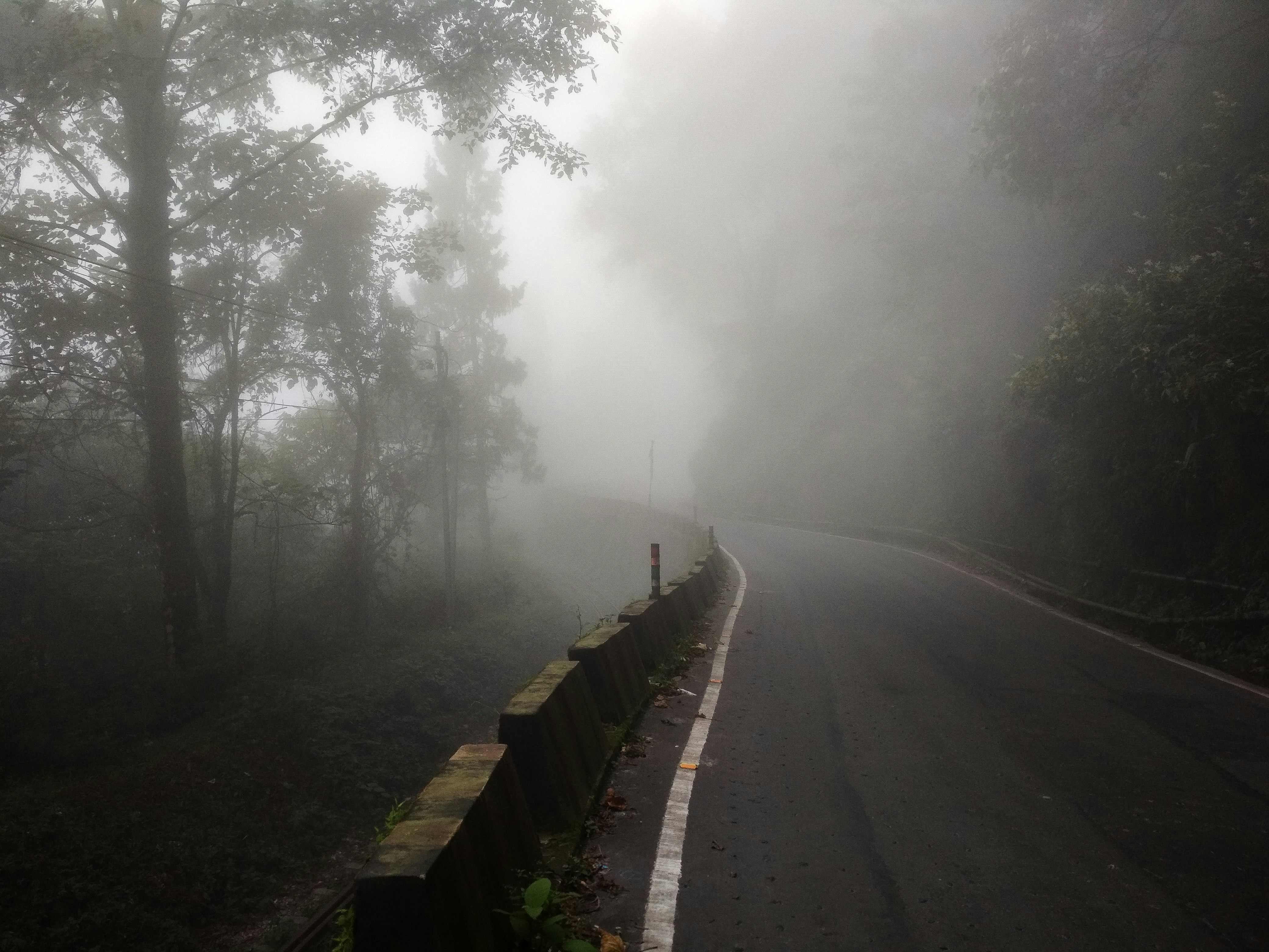 Fog blankets a forest road that curves away into the mist, with weathered guard posts lining the left edge. The scene emphasizes a quiet, atmospheric vanishing point as light diffuses through the fog.