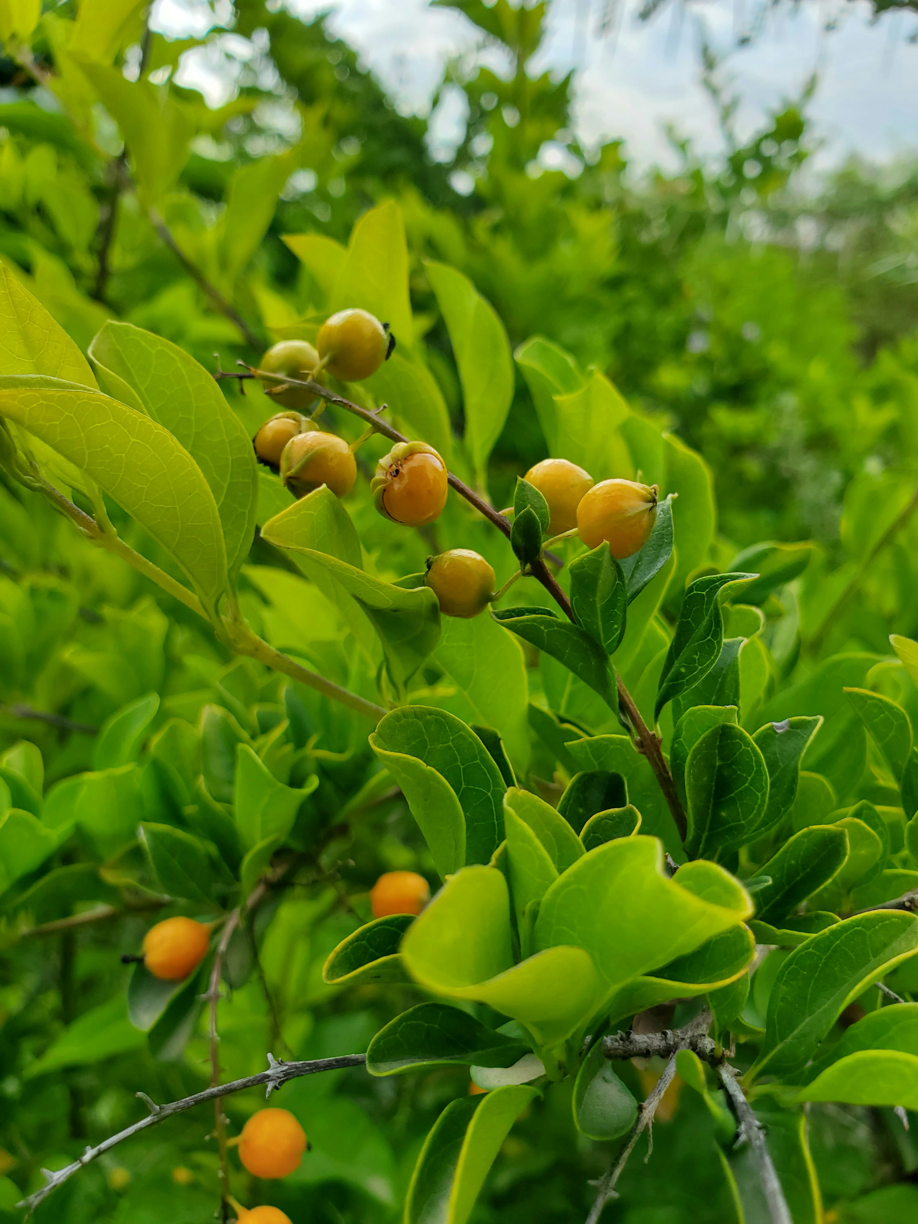 Close-Up of Maturing Orange Berries Framing Fresh Green Foliage