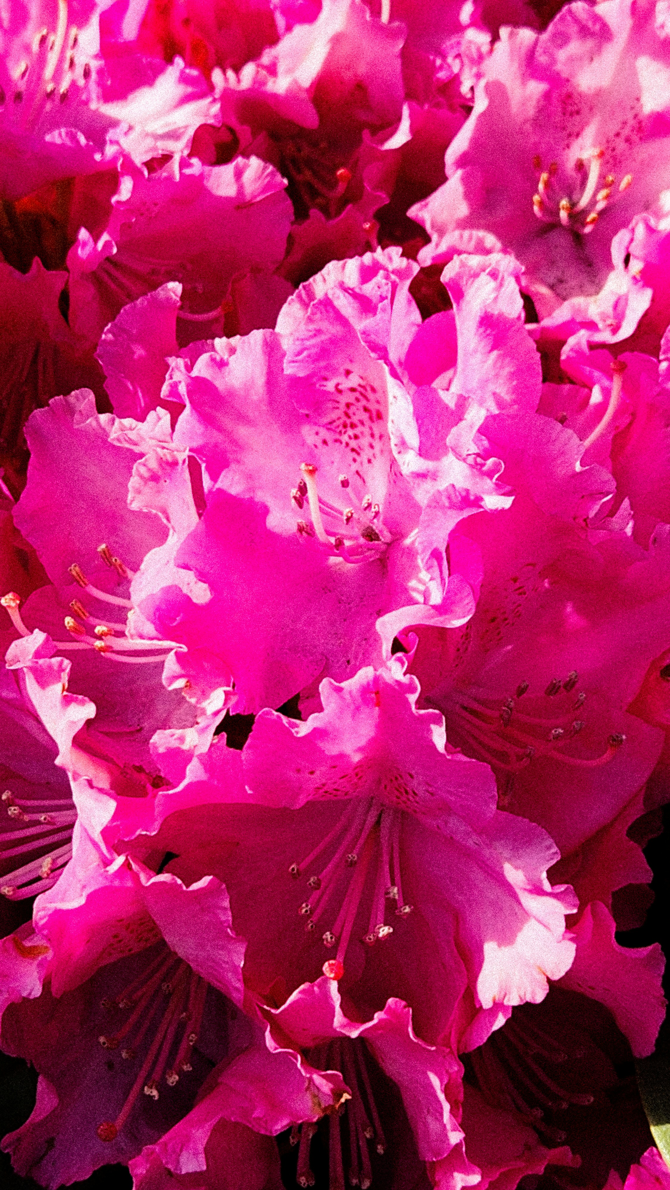 Un bouquet de fleurs roses qui fleurissent photo – Image gratuite de ...